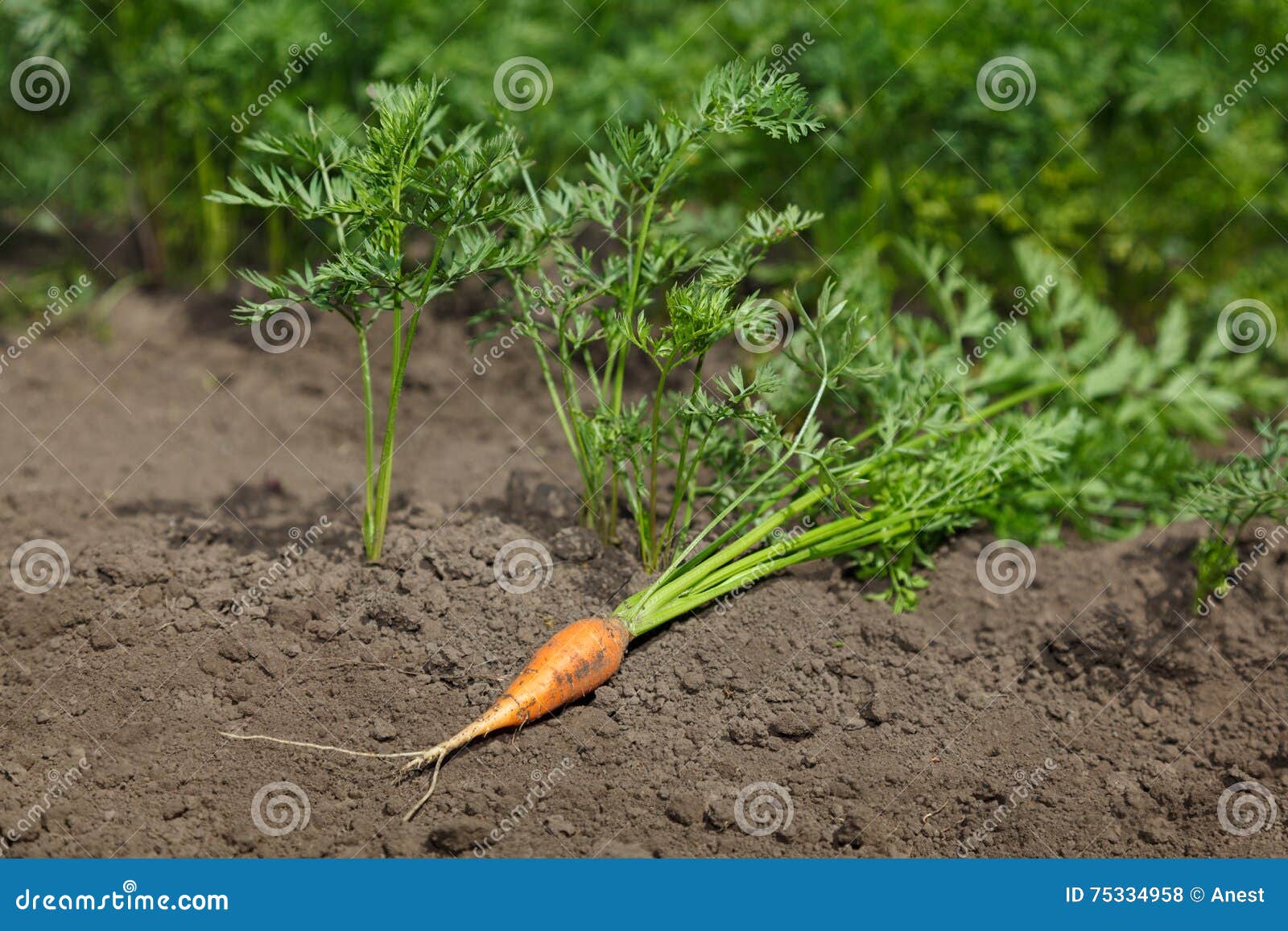 Carrot on Vegetable Patches Stock Photo - Image of fresh, season: 75334958
