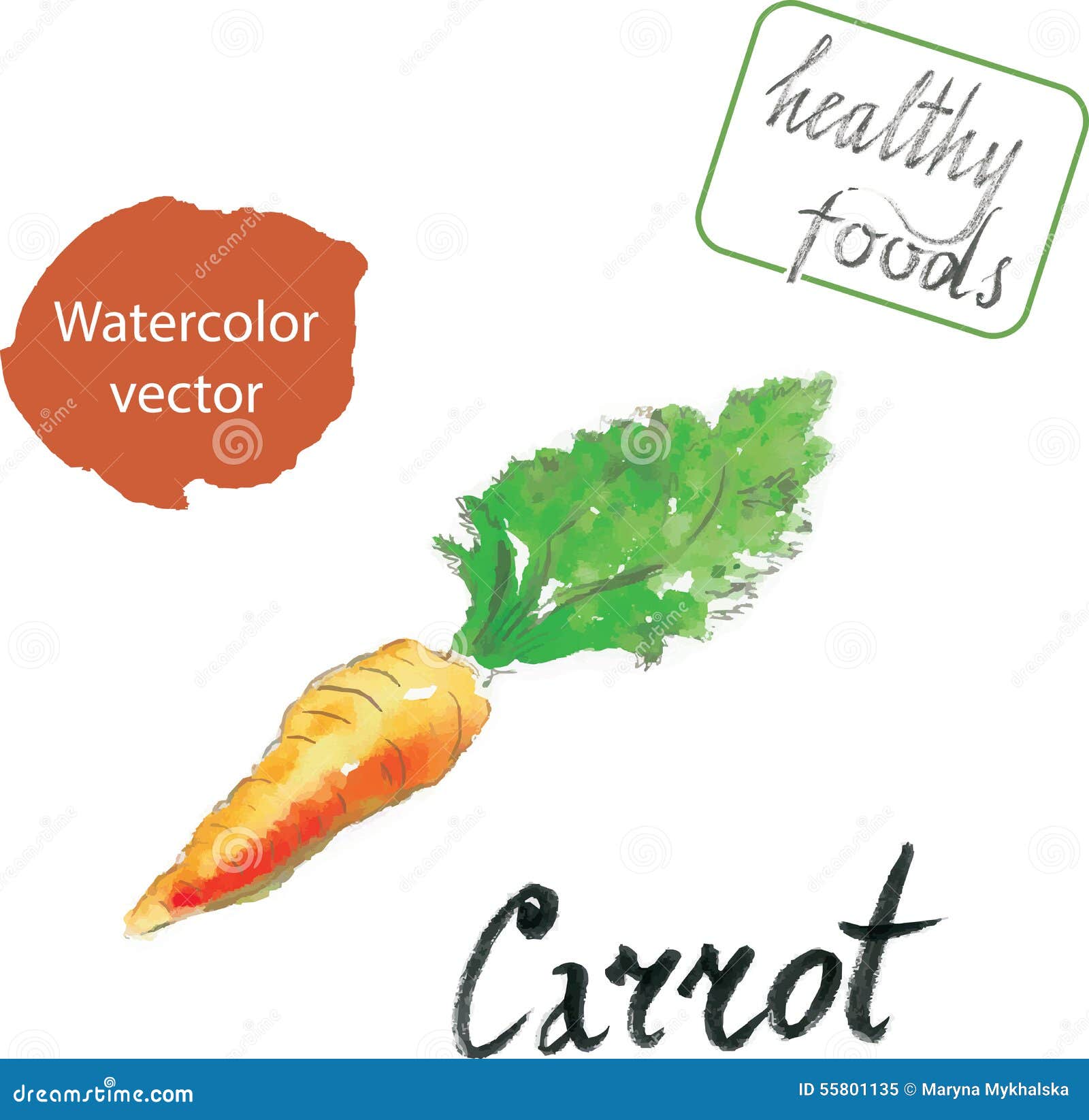 Carrot watercolor stock illustration. Illustration of organic - 55801135