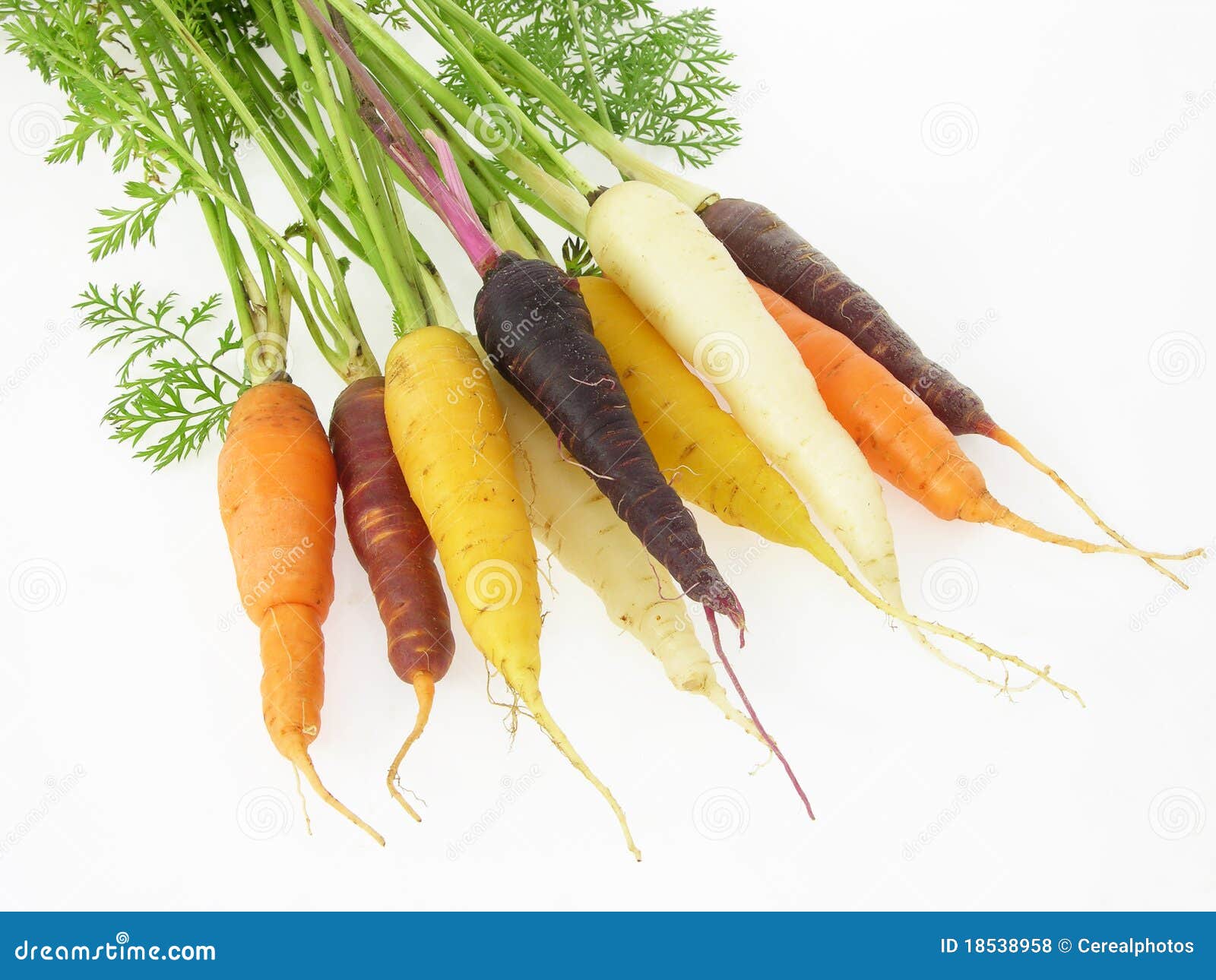 Carrots stock photo. Image of bunch, colors, yellow, white - 18538958