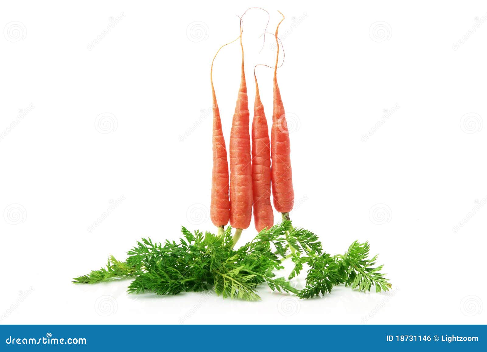 Carrots stock photo. Image of vegetable, natural, produce - 18731146