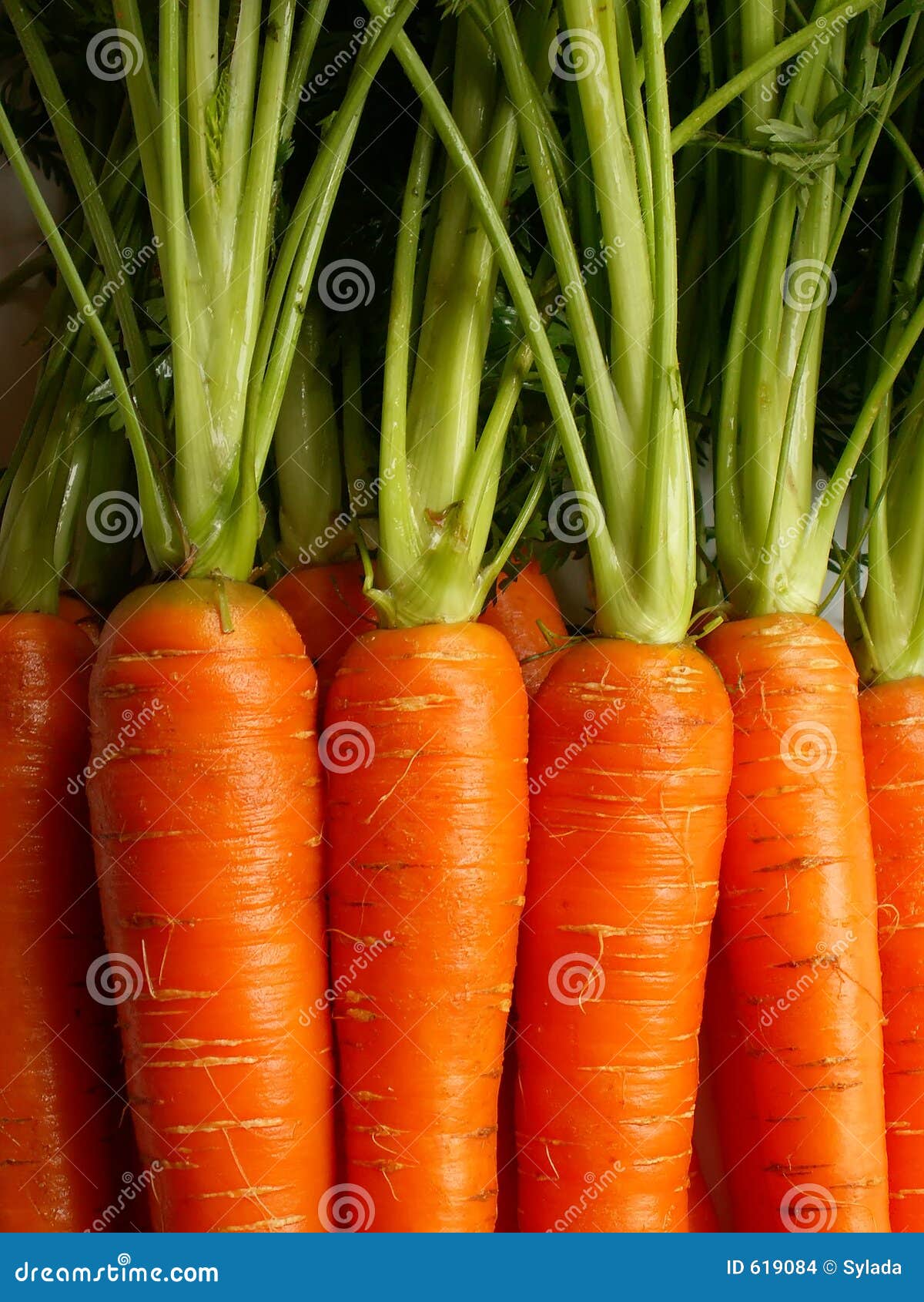 Carrots stock photo. Image of root, fresh, nutrients, carotine - 619084
