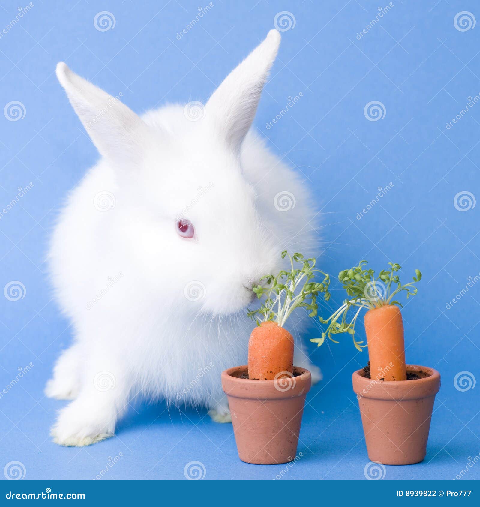 Carrots and baby rabbit stock photo. Image of bunnie, spring - 8939822