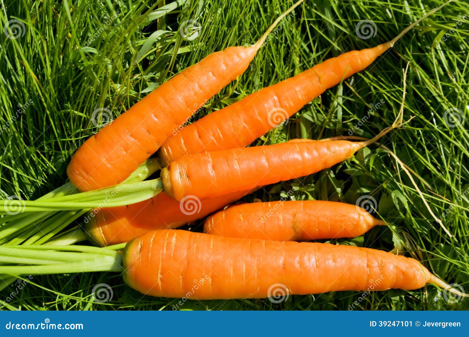 Carrots stock image. Image of carotene, beautiful, healing - 39247101