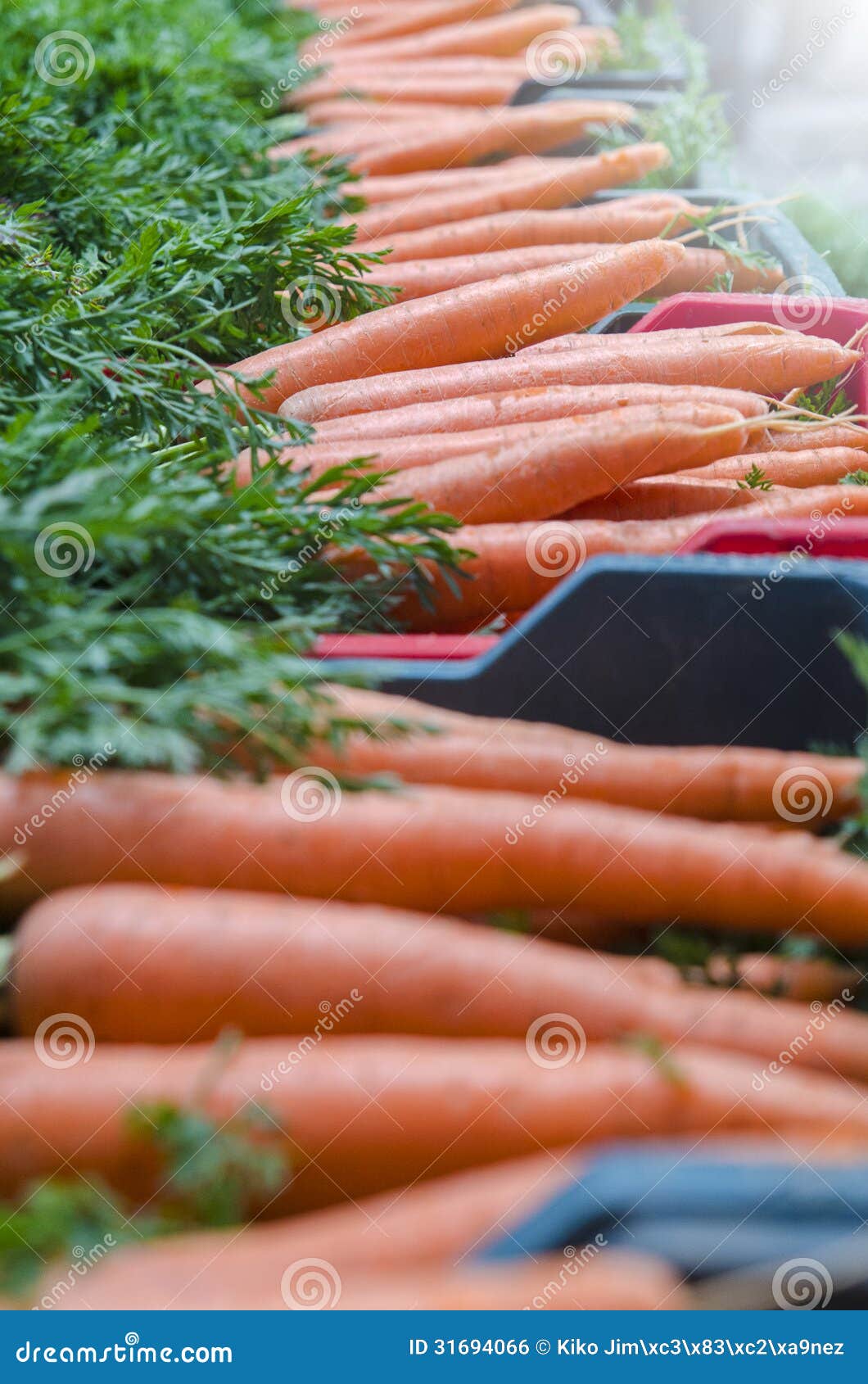 Carrots in box stock photo. Image of carota, ecologically - 31694066