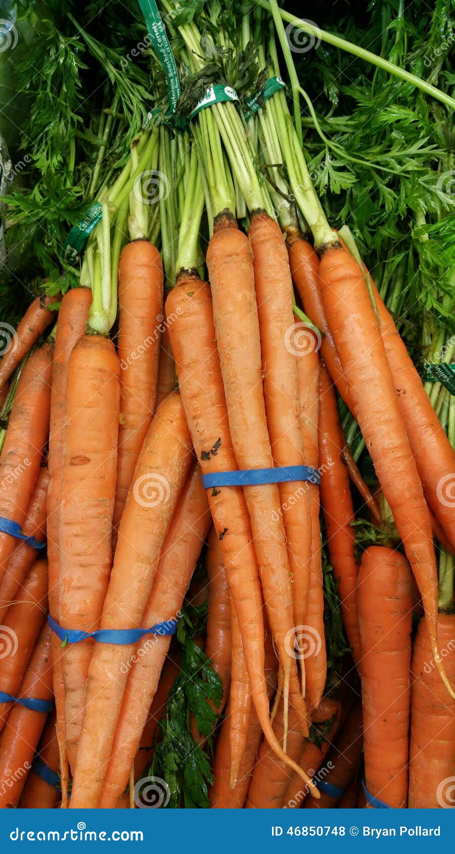 Carrots stock photo. Image of vegan, carrots, orange - 46850748