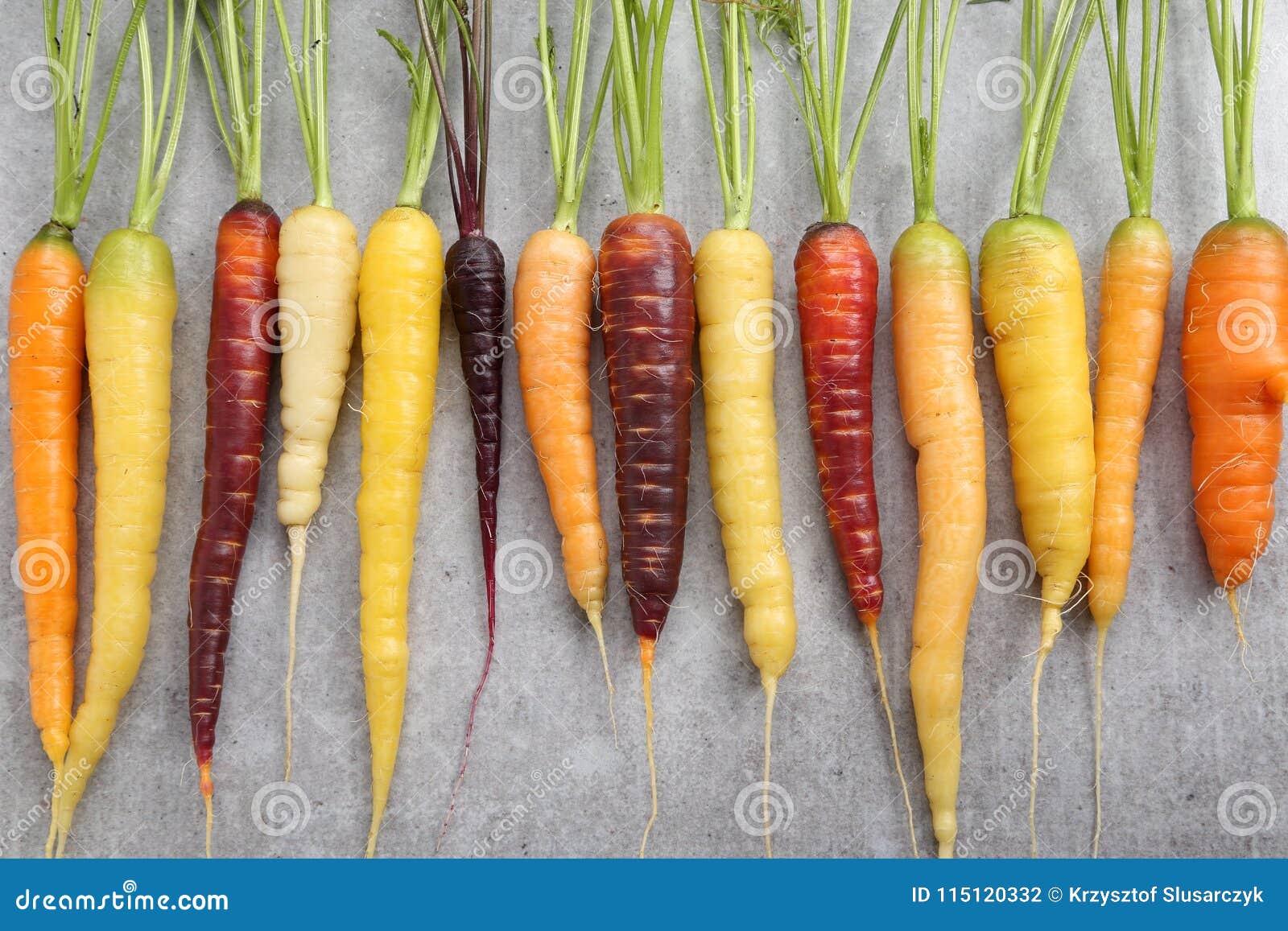 Carrots. stock photo. Image of colorful, gray, veggie - 115120332