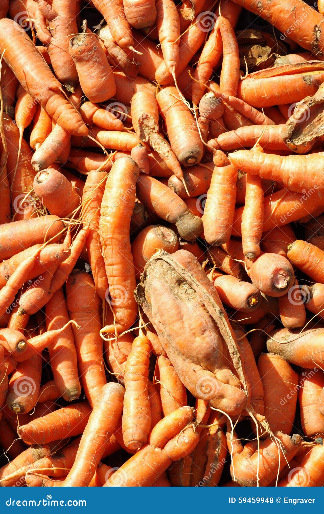 Carrots Cracked Also Appetite Stock Photo - Image of vegetarian ...