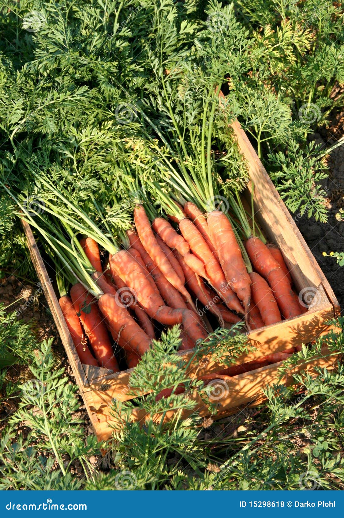 Carrots - daucus carota stock photo. Image of stuff, carota - 15298618
