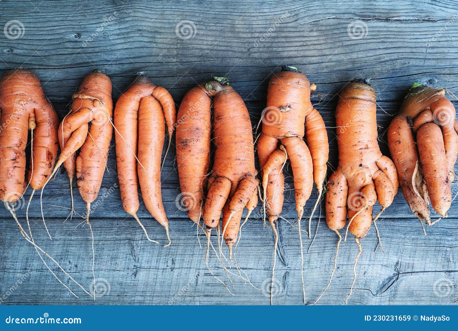 Carrots with Deformed Twisted Forked Roots Distorted and Crooked on ...