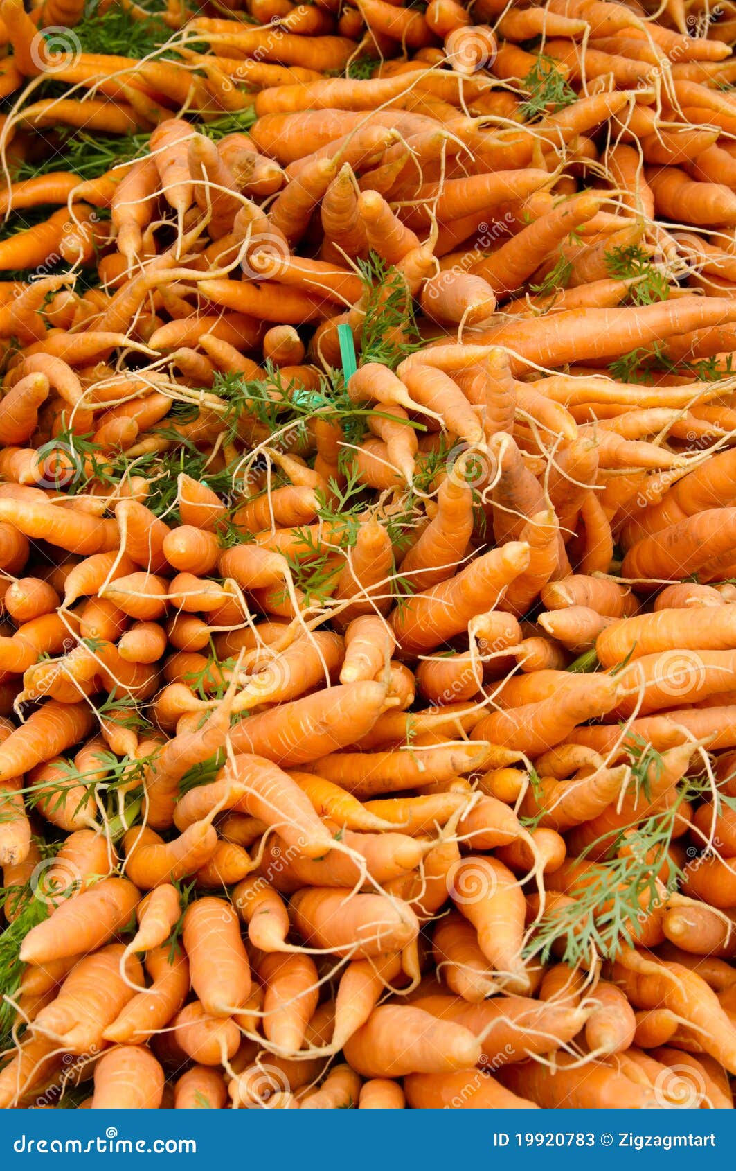 Carrots on display stock image. Image of agriculture - 19920783