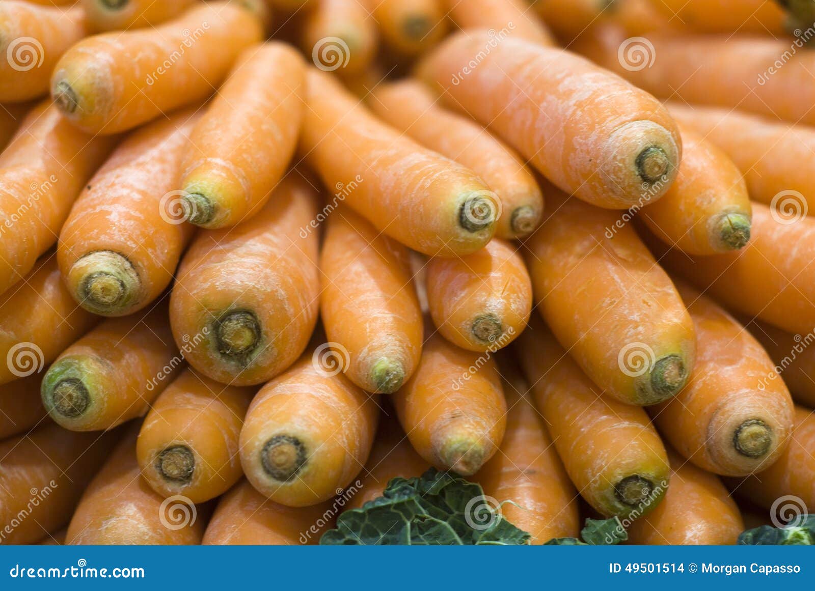 Carrots on farmers market stock photo. Image of shop - 49501514