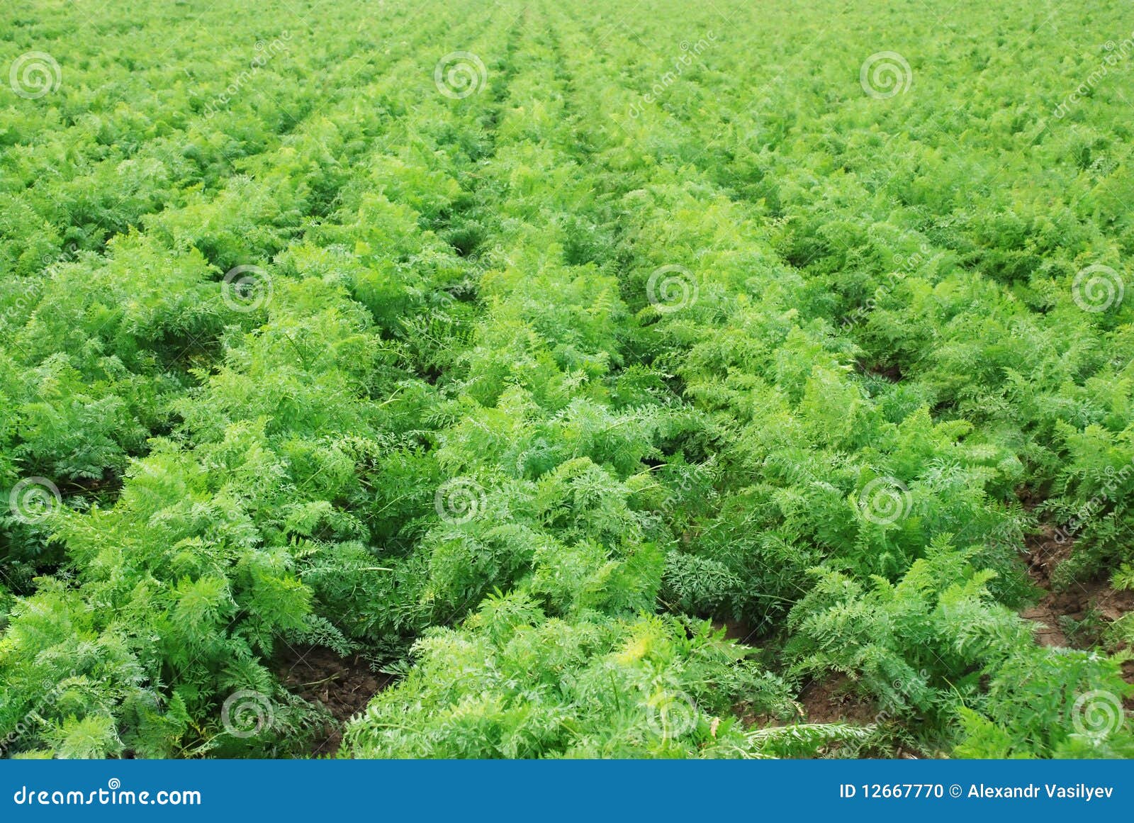 Carrots field stock photo. Image of food, farm, field - 12667770