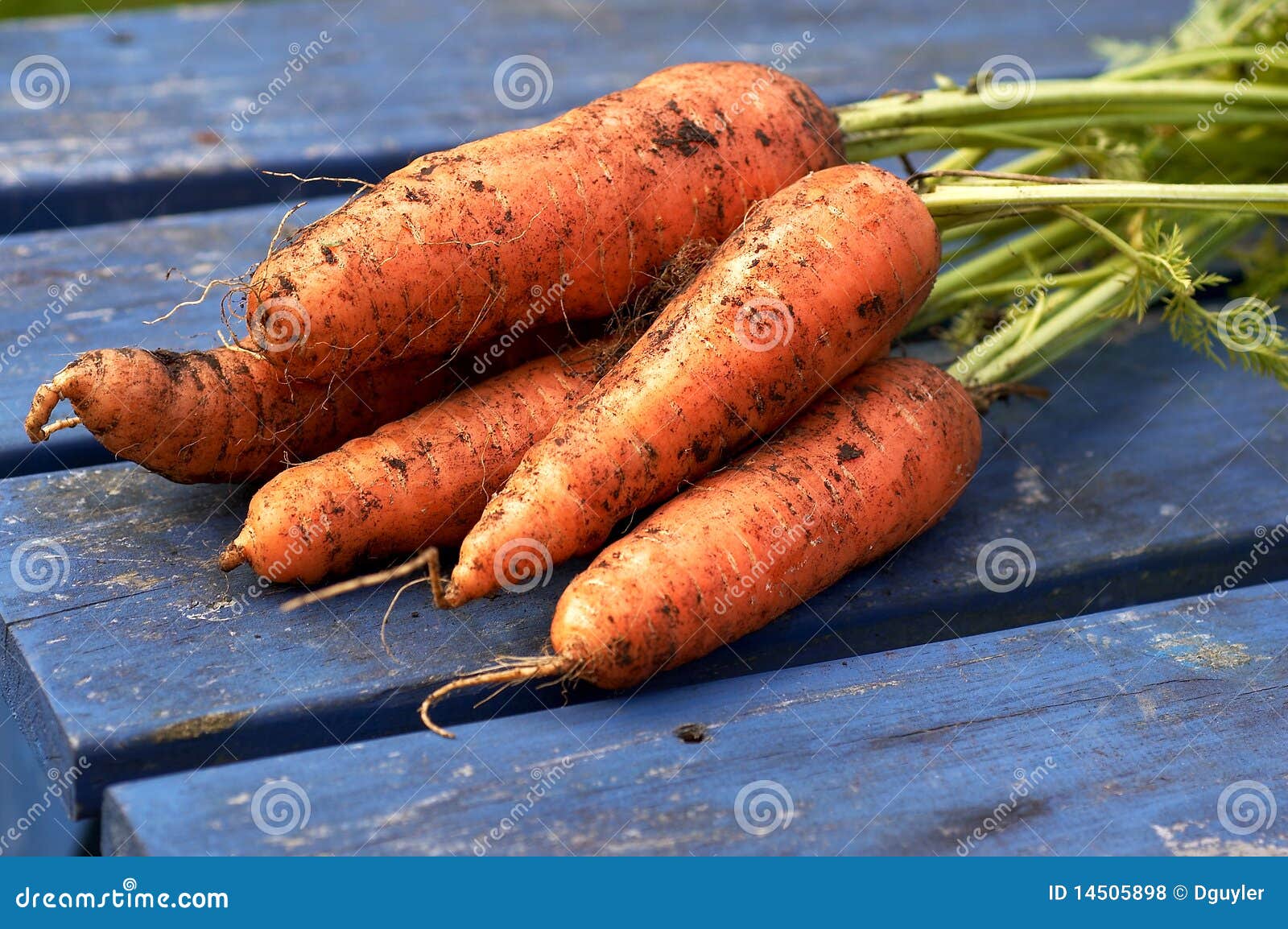 Carrots freshly pulled stock photo. Image of vegetable - 14505898