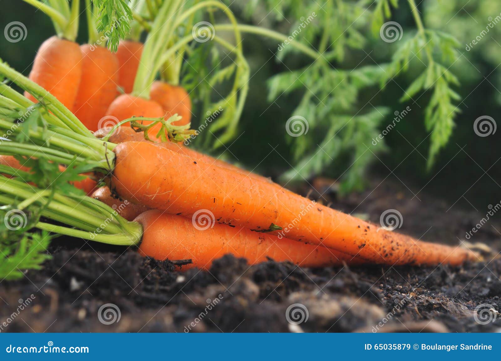 Carrots in garden soil stock image. Image of nature, vegetable - 65035879