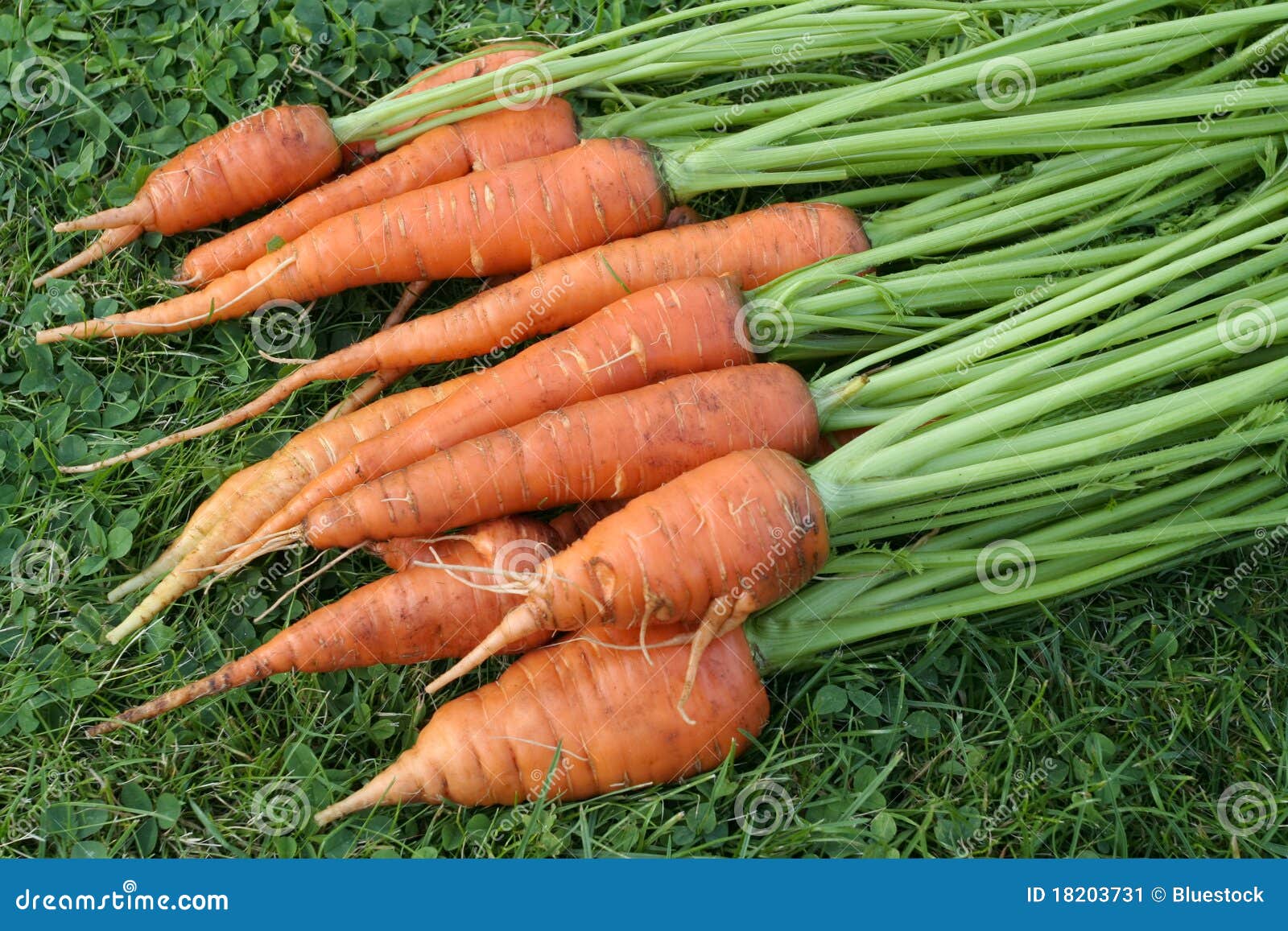 Carrots on grass stock image. Image of crop, ingredient - 18203731
