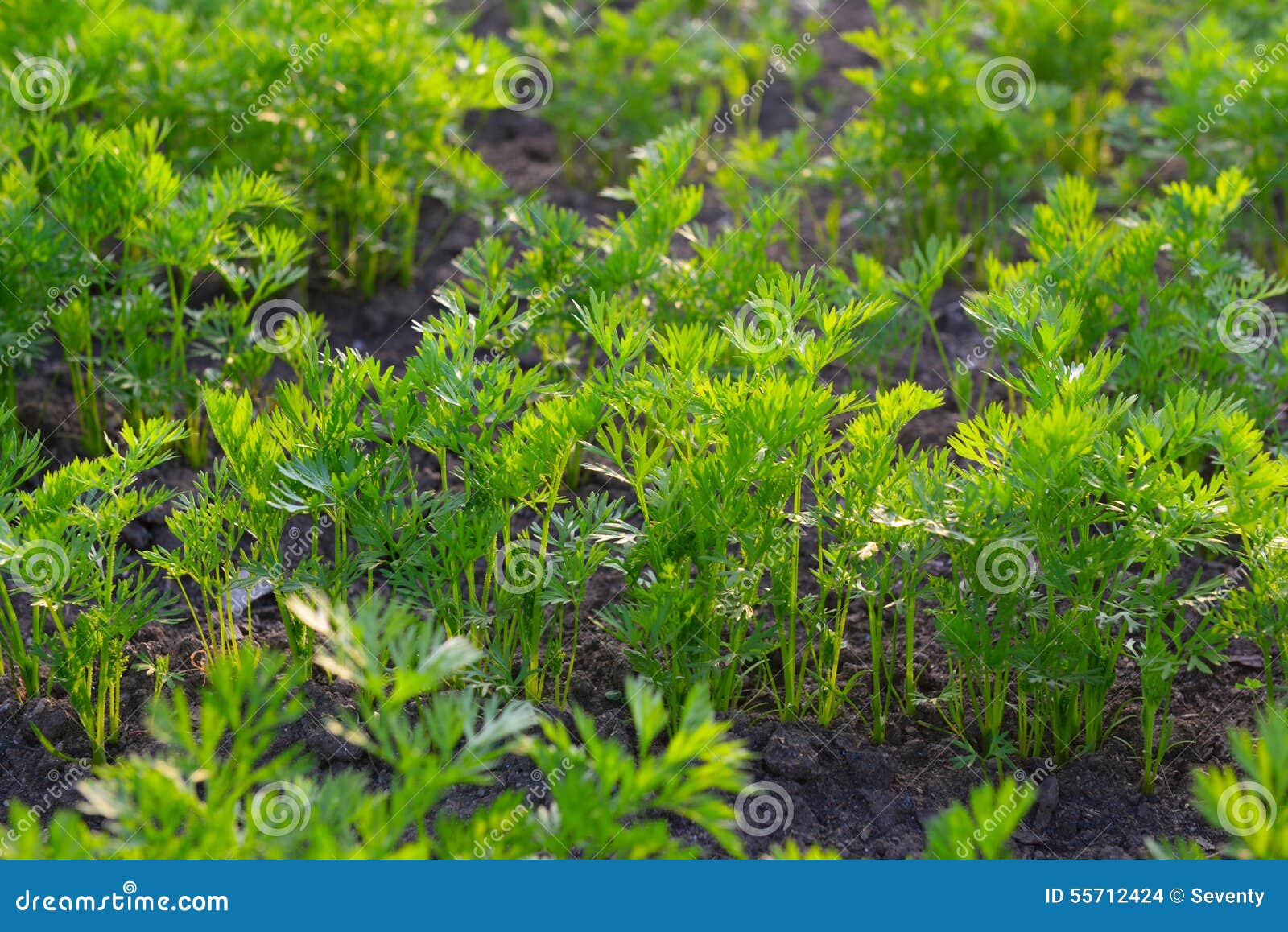 Carrots stock photo. Image of twigs, sprouts, leaves - 55712424