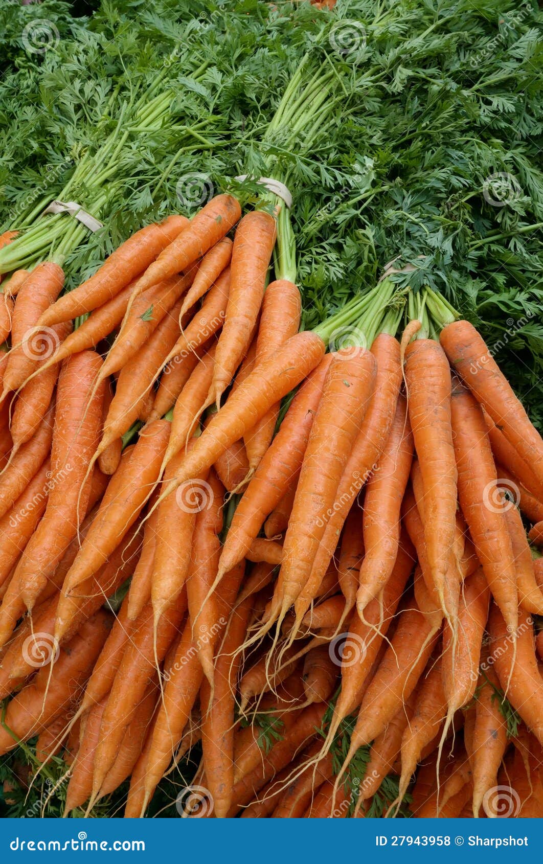 Carrots with Green Stalks and Roots. Stock Photo - Image of orange ...