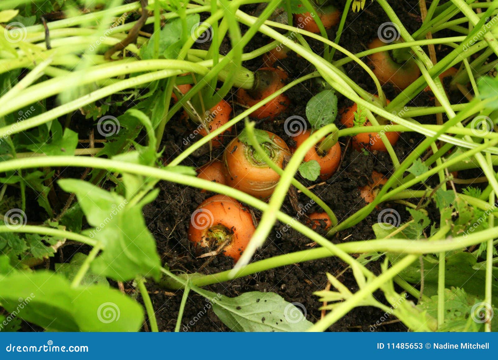 Carrots in the ground stock image. Image of market, carrots - 11485653