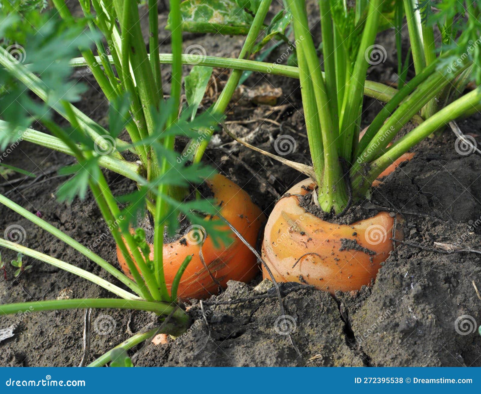 Carrots Growing in Open Organic Soil Stock Photo - Image of farm, lush ...