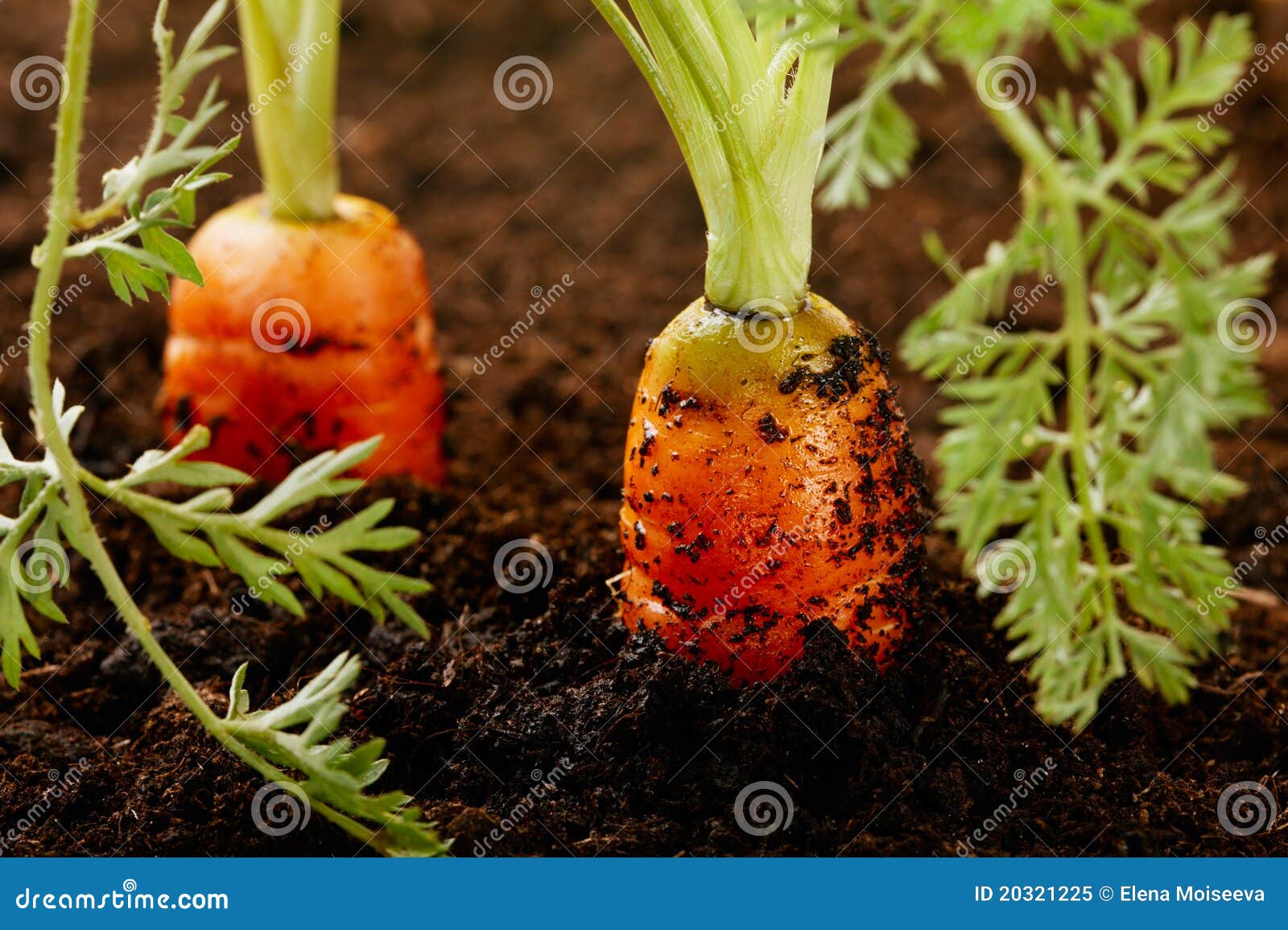 Carrots Growing in the Soil Stock Image - Image of spear, plant: 20321225