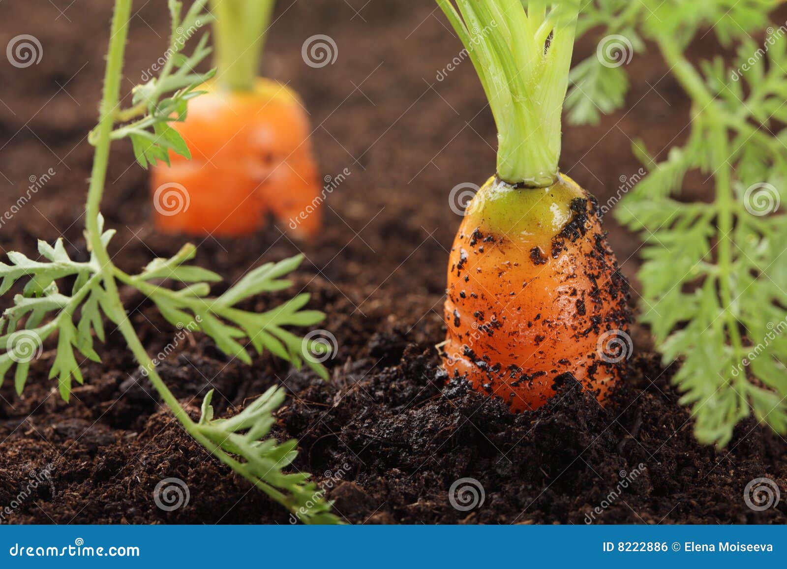 Carrots Growing in the Soil, Stock Photo - Image of green, ripe: 8222886