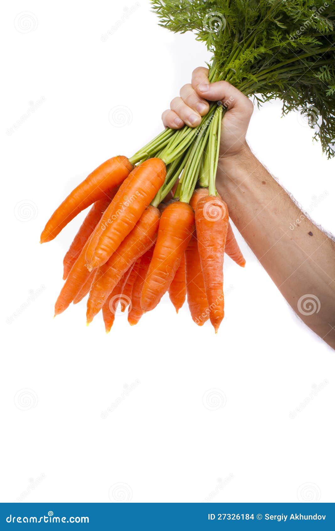 Carrots in hand stock photo. Image of clean, created - 27326184