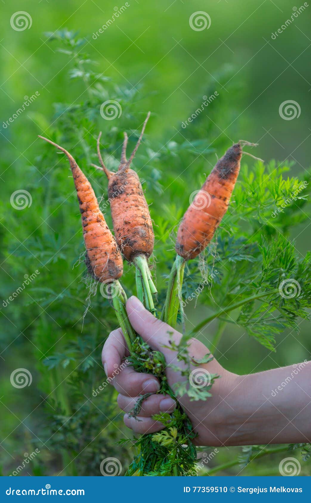Carrots in hand stock photo. Image of hand, healthy, village - 77359510