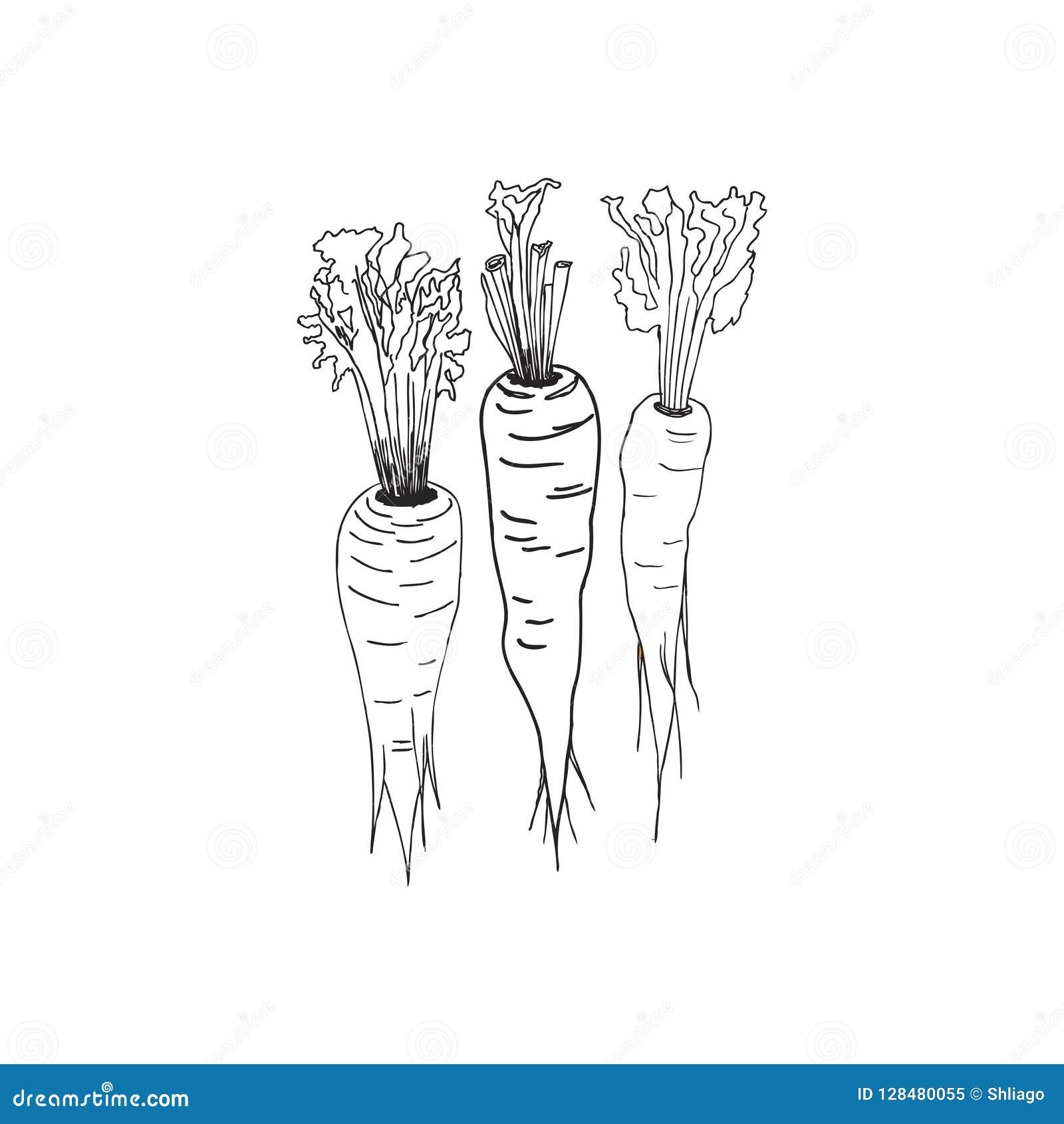 Carrots. illustration stock illustration. Illustration of cartoon ...