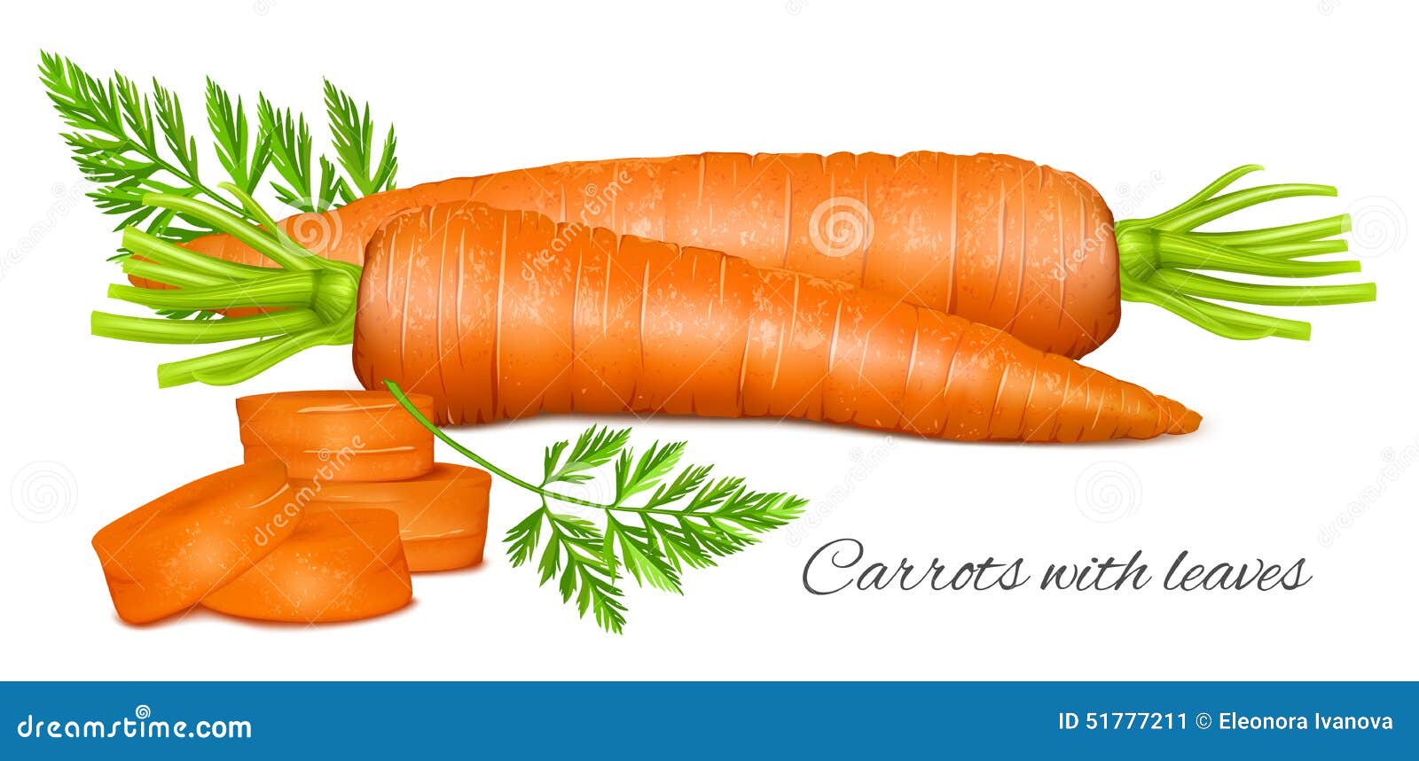 Carrots with leaves stock vector. Illustration of freshness - 51777211