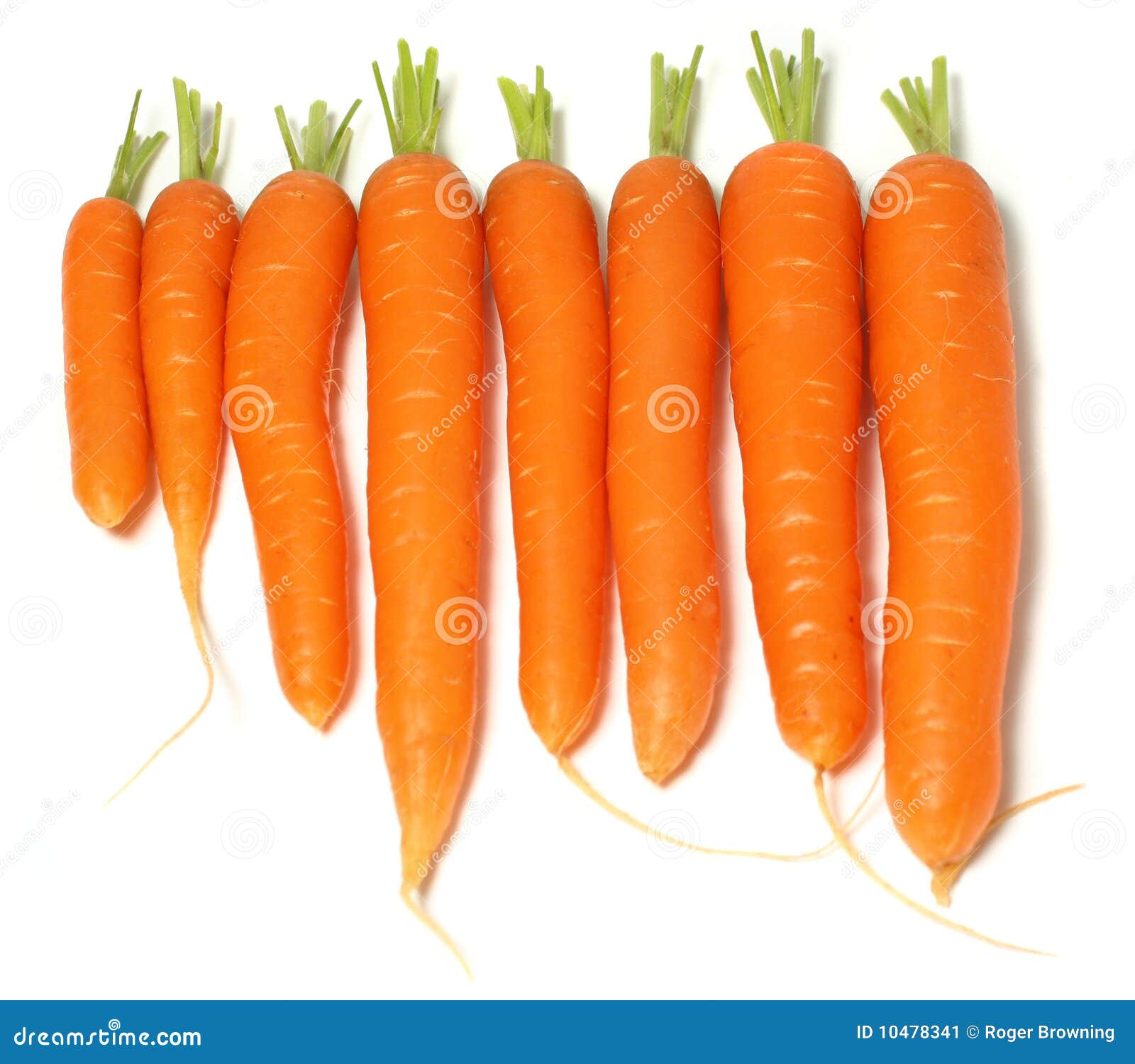 Carrots in a Line stock image. Image of white, carrots - 10478341