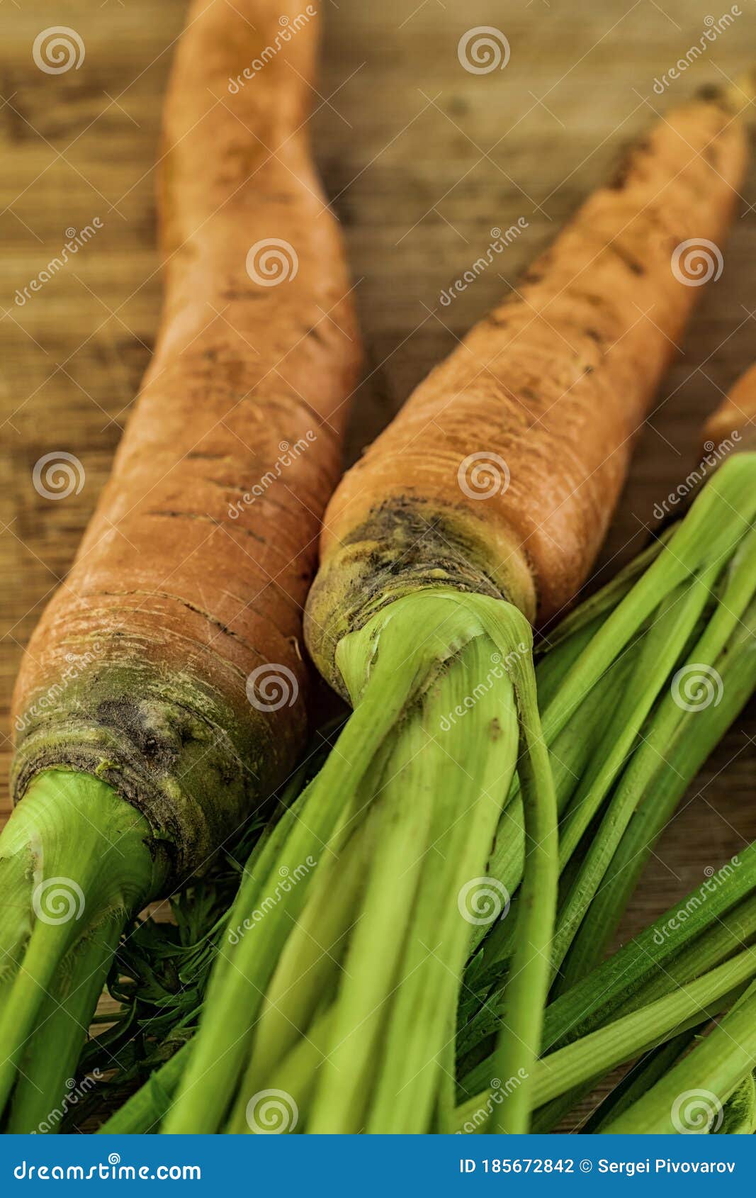 Carrots Long Root Vegetables Useful Vegetable Source of Vitamins ...