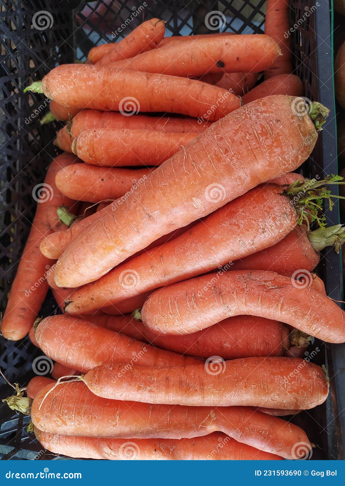 Carrots. Lots of Carrots in a Basket Stock Photo - Image of seafood ...