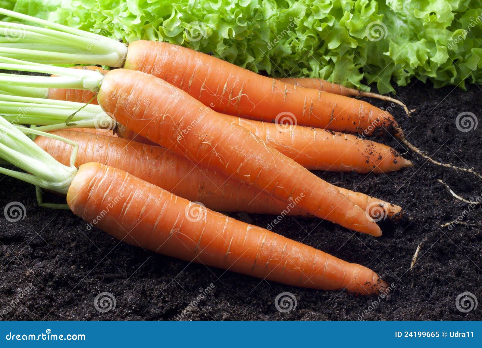 Carrots organic stock image. Image of growing, harvesting - 24199665