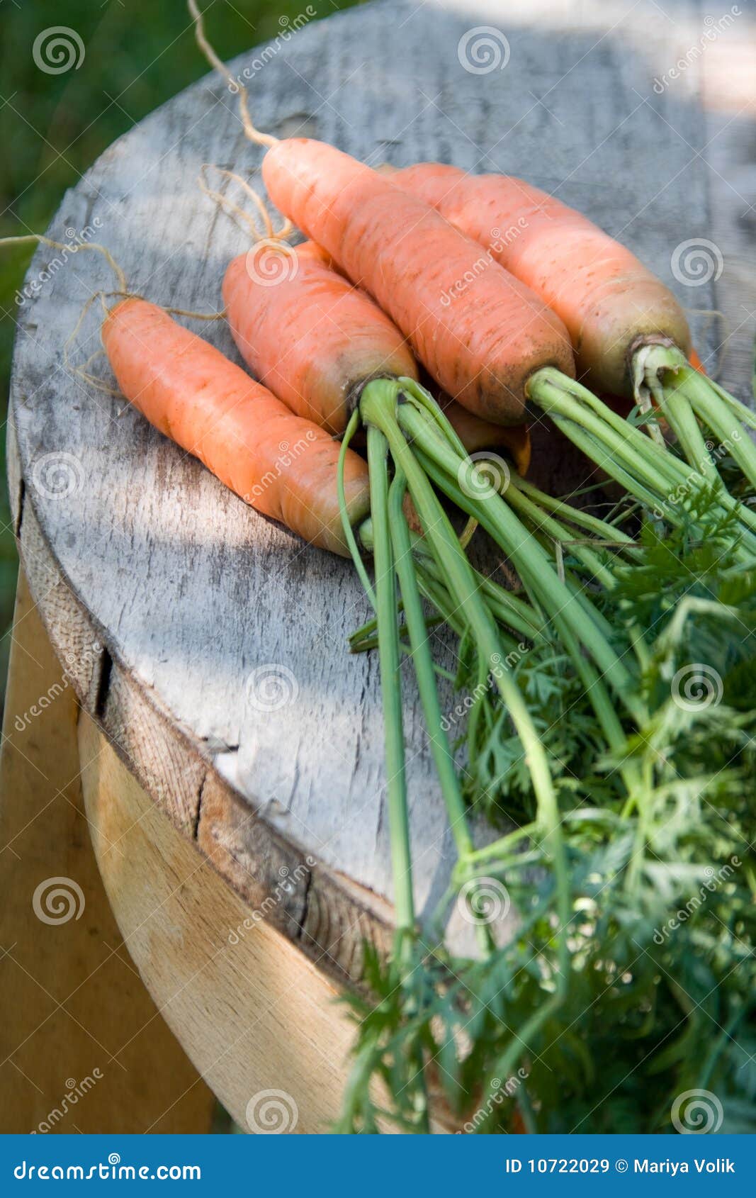 Carrots Over the Old Aged Wood Table in the Garden Stock Image - Image ...