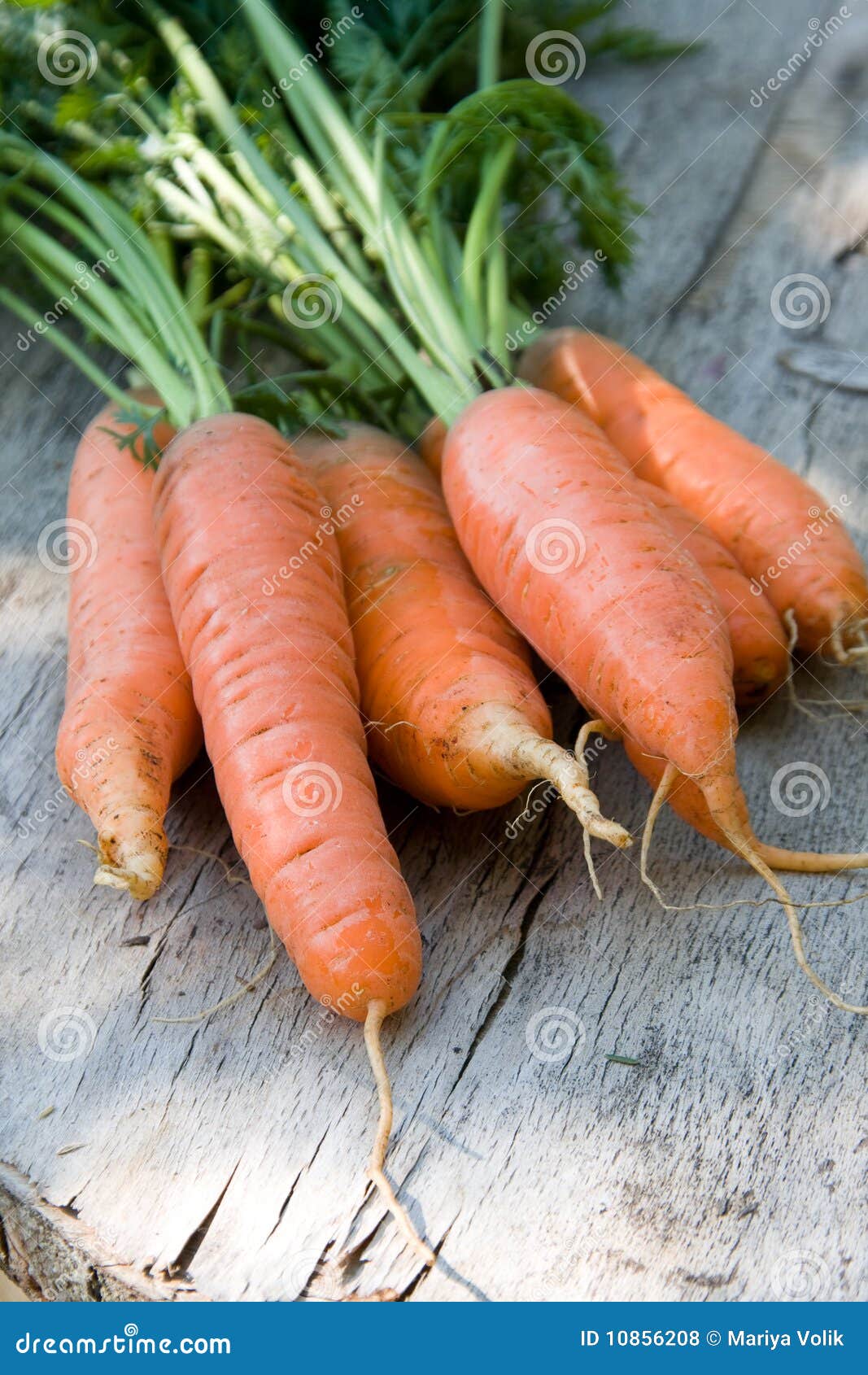 Carrots Over the Old Aged Wood Table in the Garden Stock Photo - Image ...