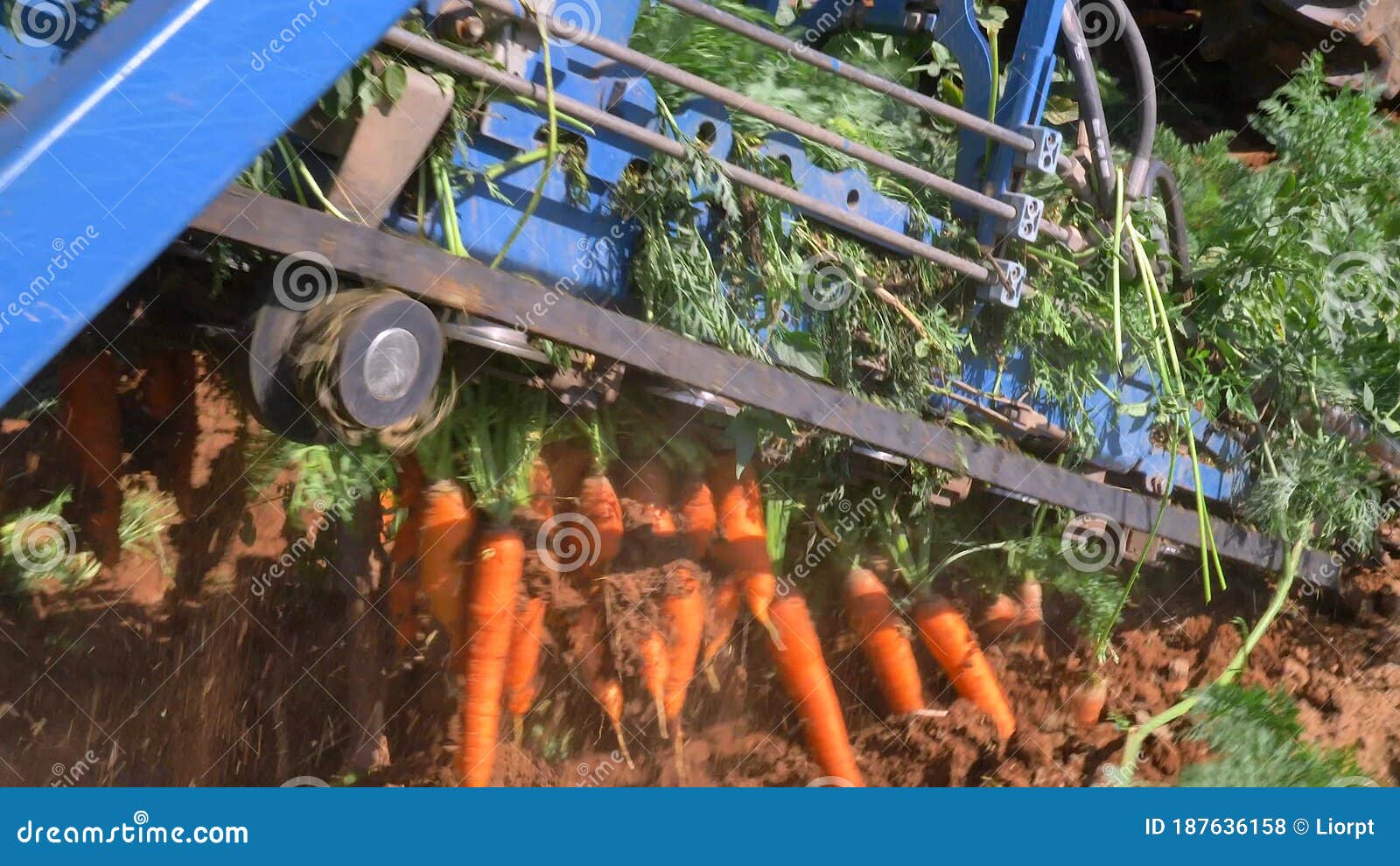 Carrots Pulled Out of the Ground by a Two Row Carrot Picker. Stock ...