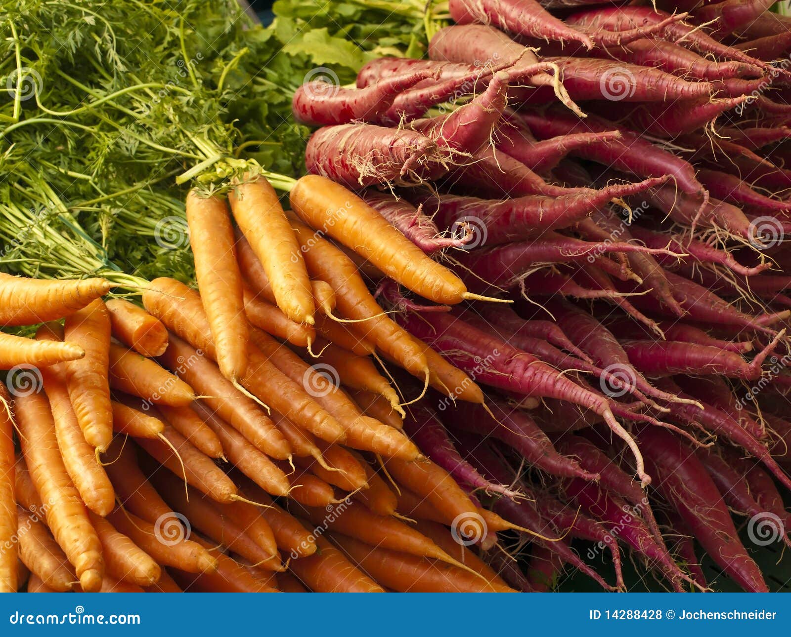 Carrots and radish stock photo. Image of offer, vitamin - 14288428