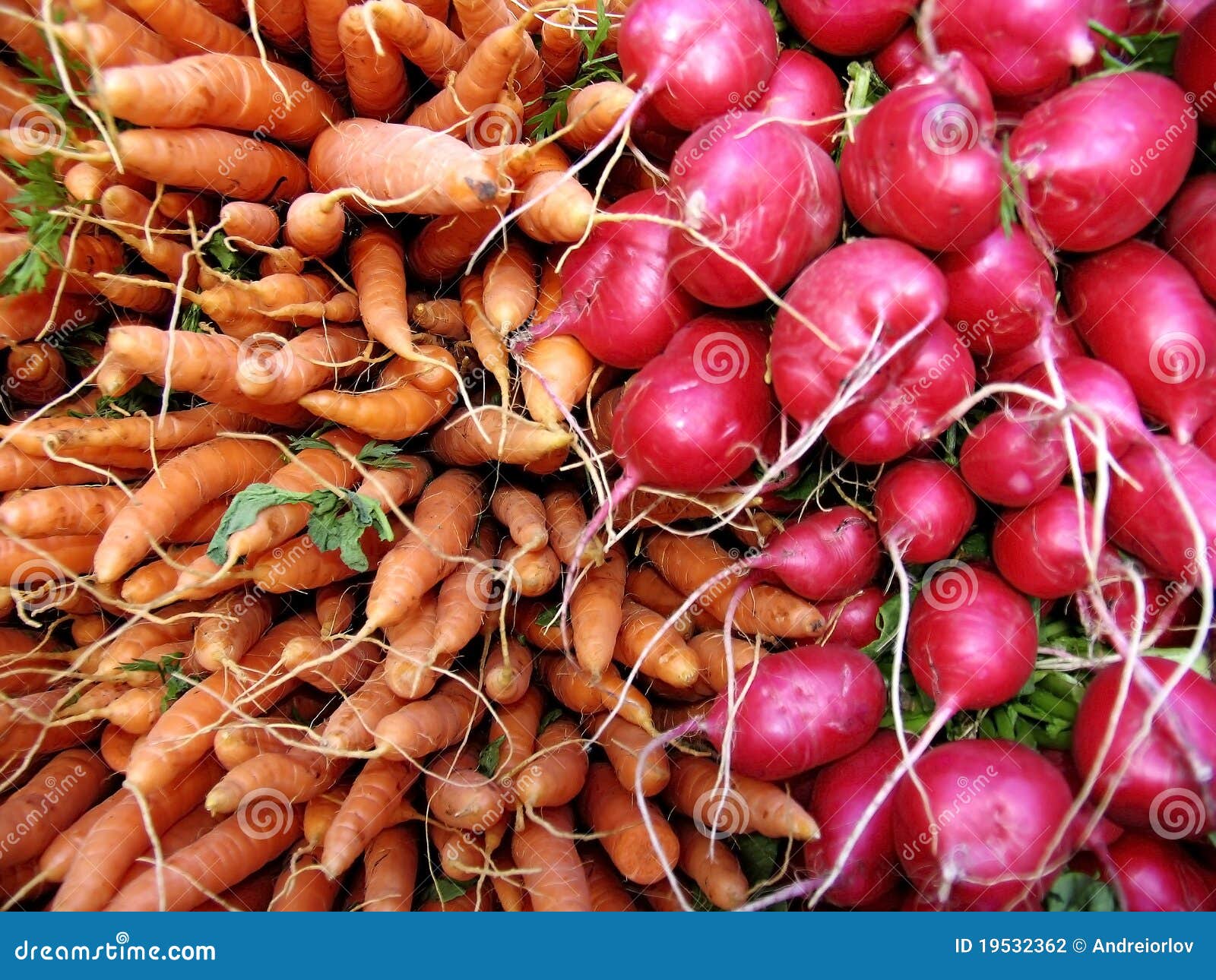 Carrots and radishes stock photo. Image of herb, cooking - 19532362