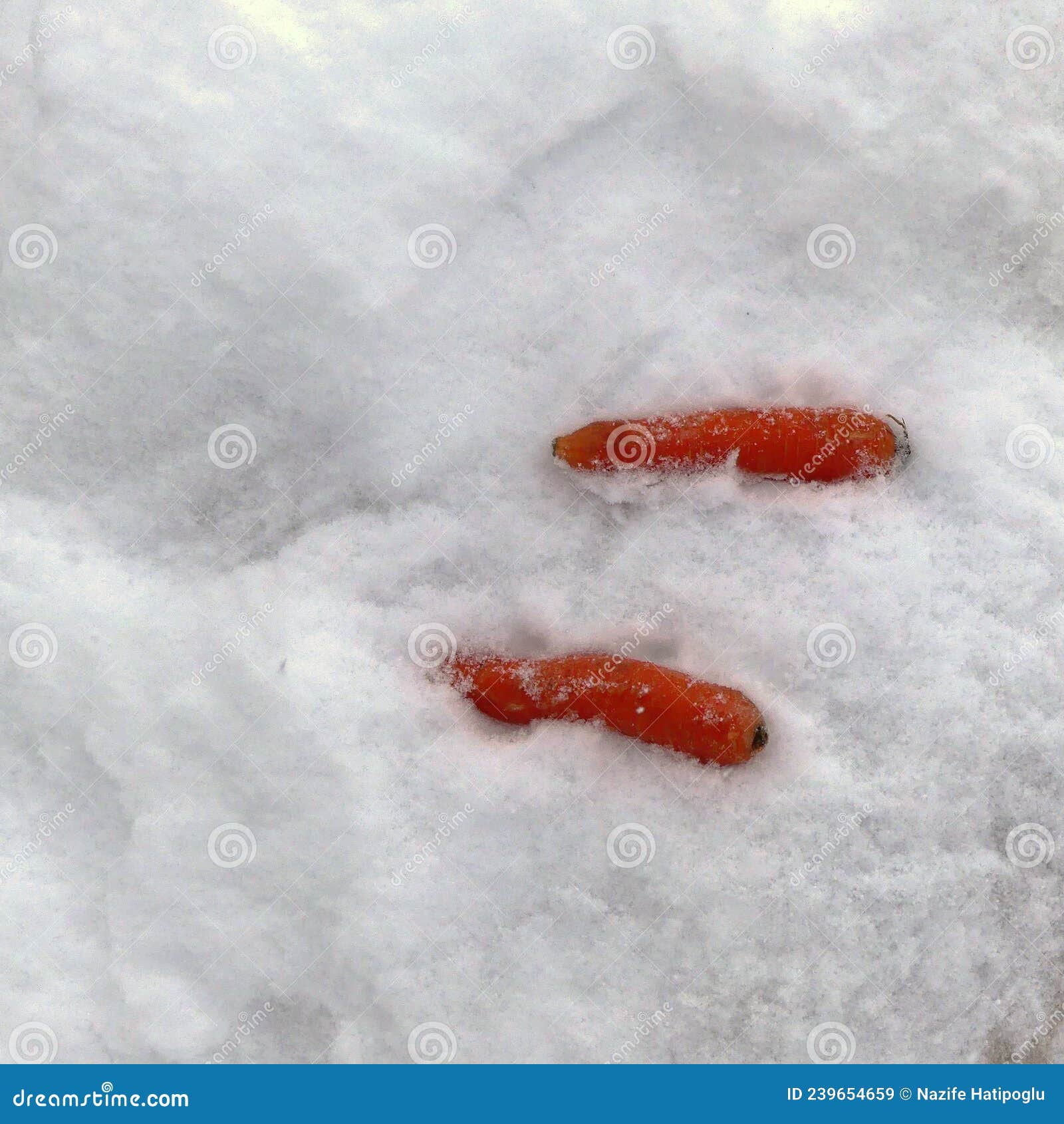 Carrots on Snow,carrots and Snow To Make a Snowman Stock Image - Image ...
