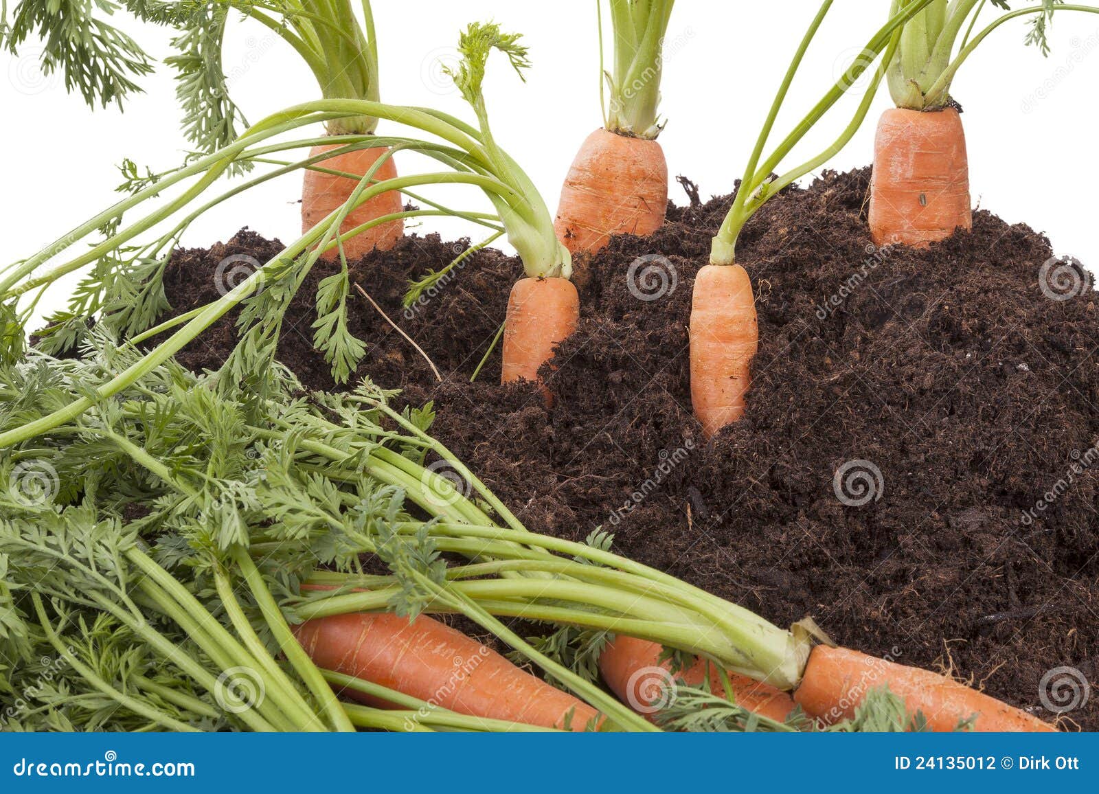 Carrots in soil stock photo. Image of farming, agricultural - 24135012