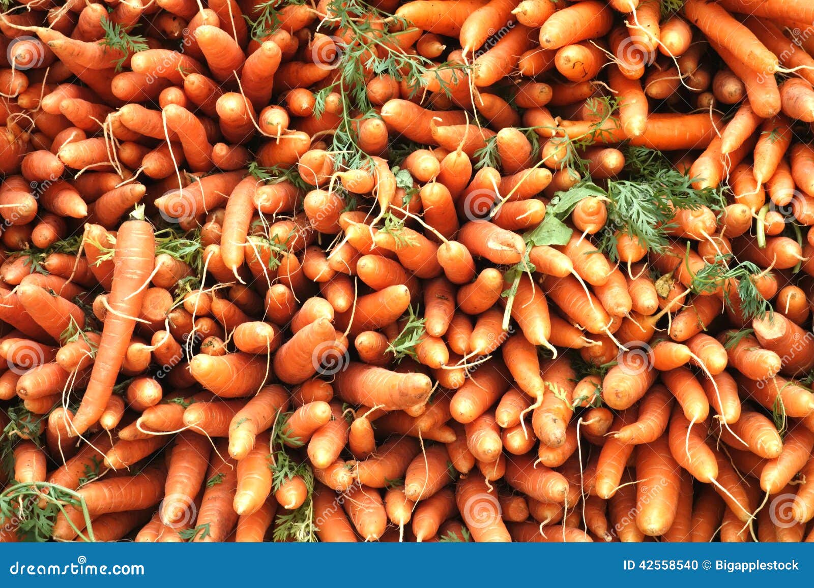 Carrots stock photo. Image of salad, farmers, vegetables - 42558540