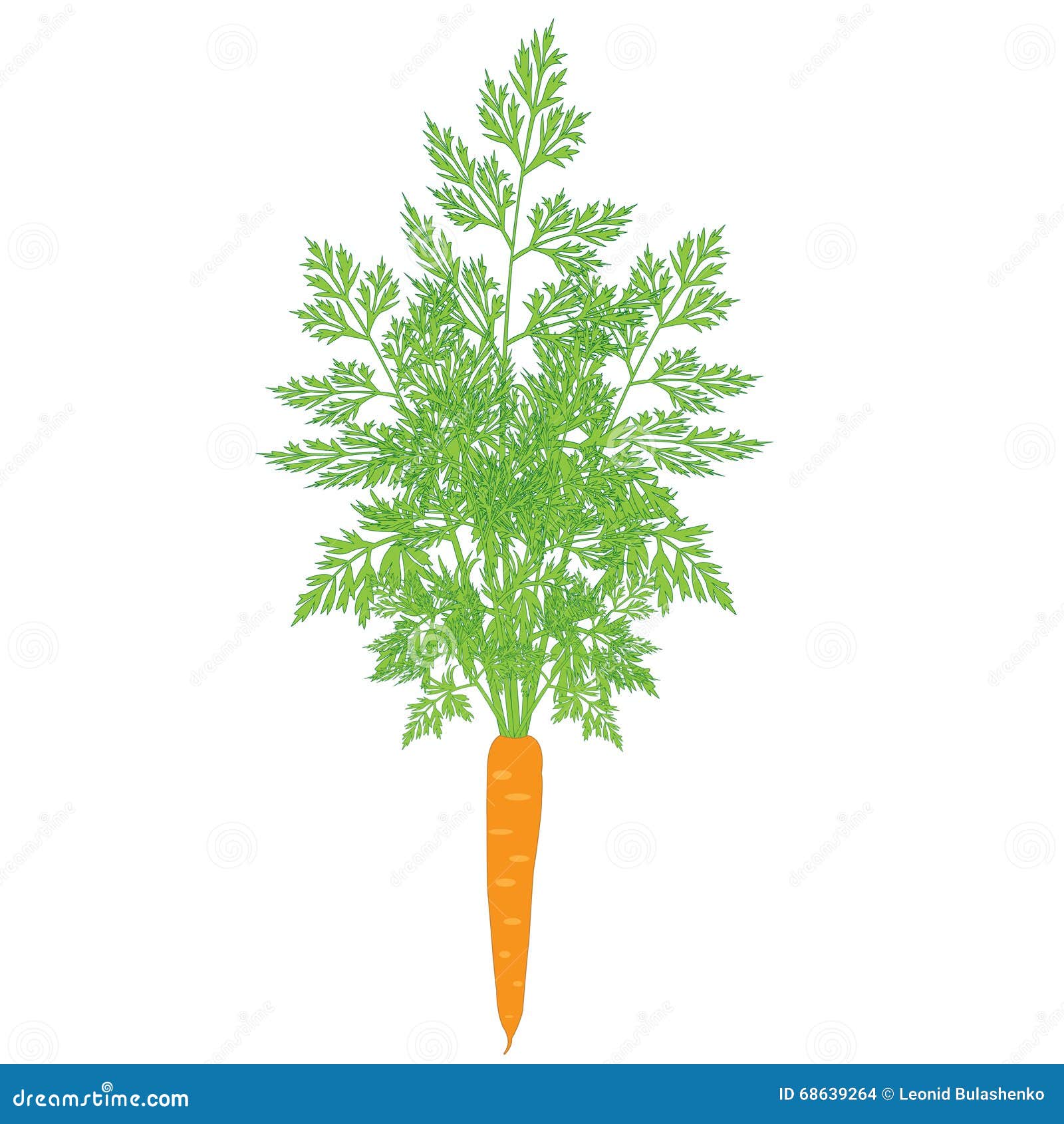 Carrots with tops stock vector. Illustration of farm - 68639264