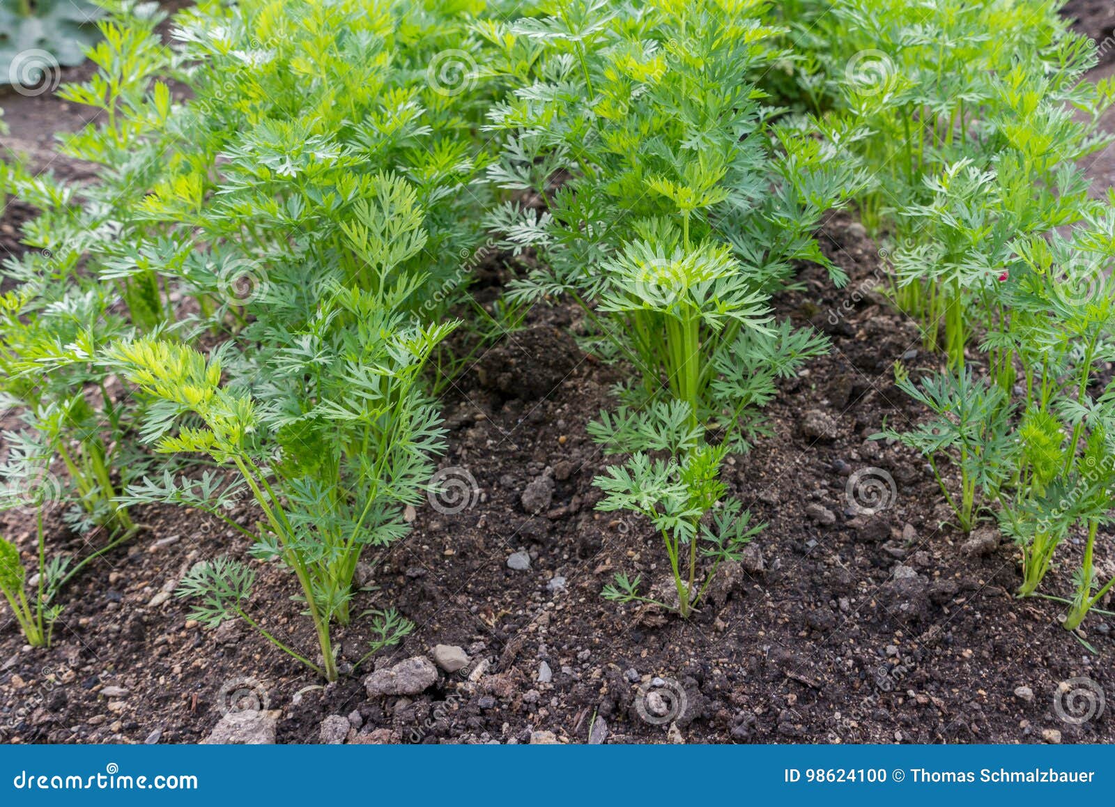 Carrots in a Vegetable Patch Stock Photo - Image of sustainable, subsp ...