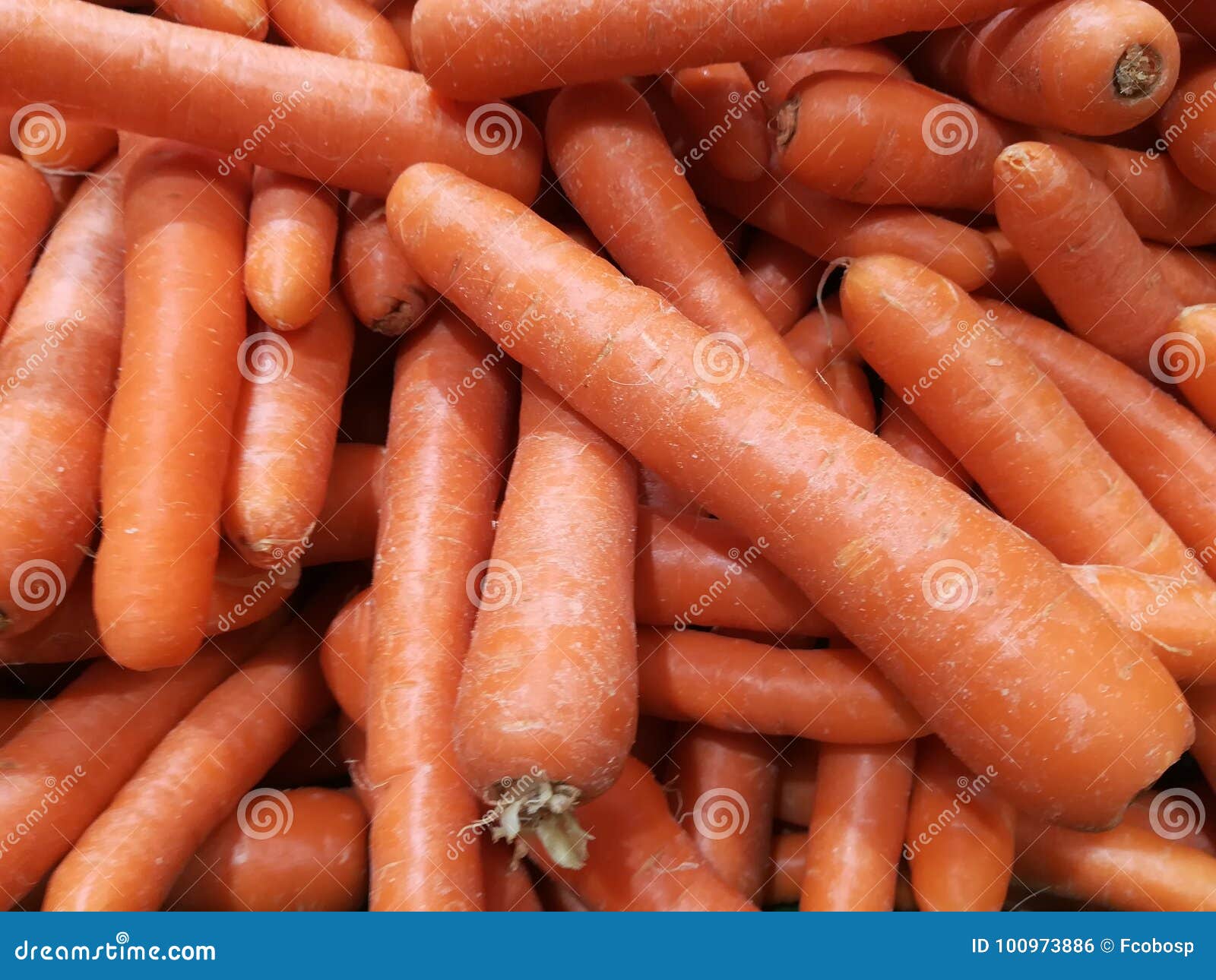 Carrots vegetables stock photo. Image of farm, export - 100973886