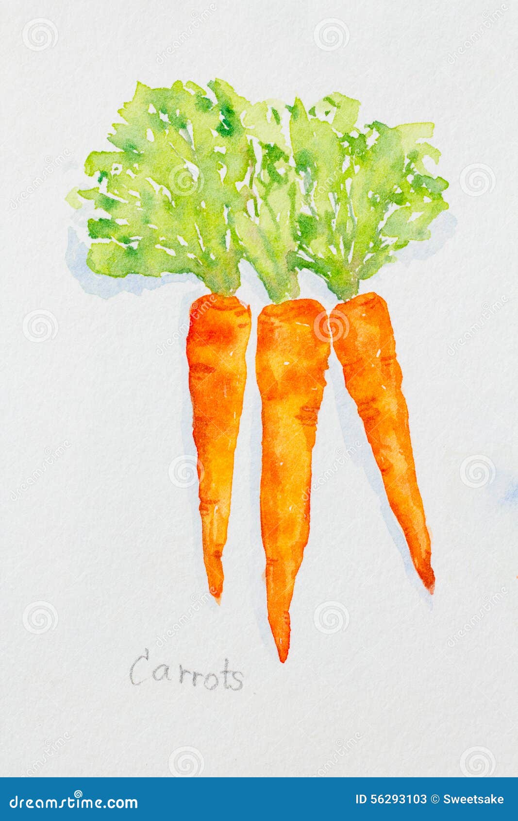 Carrots watercolor painted stock illustration. Illustration of organic ...