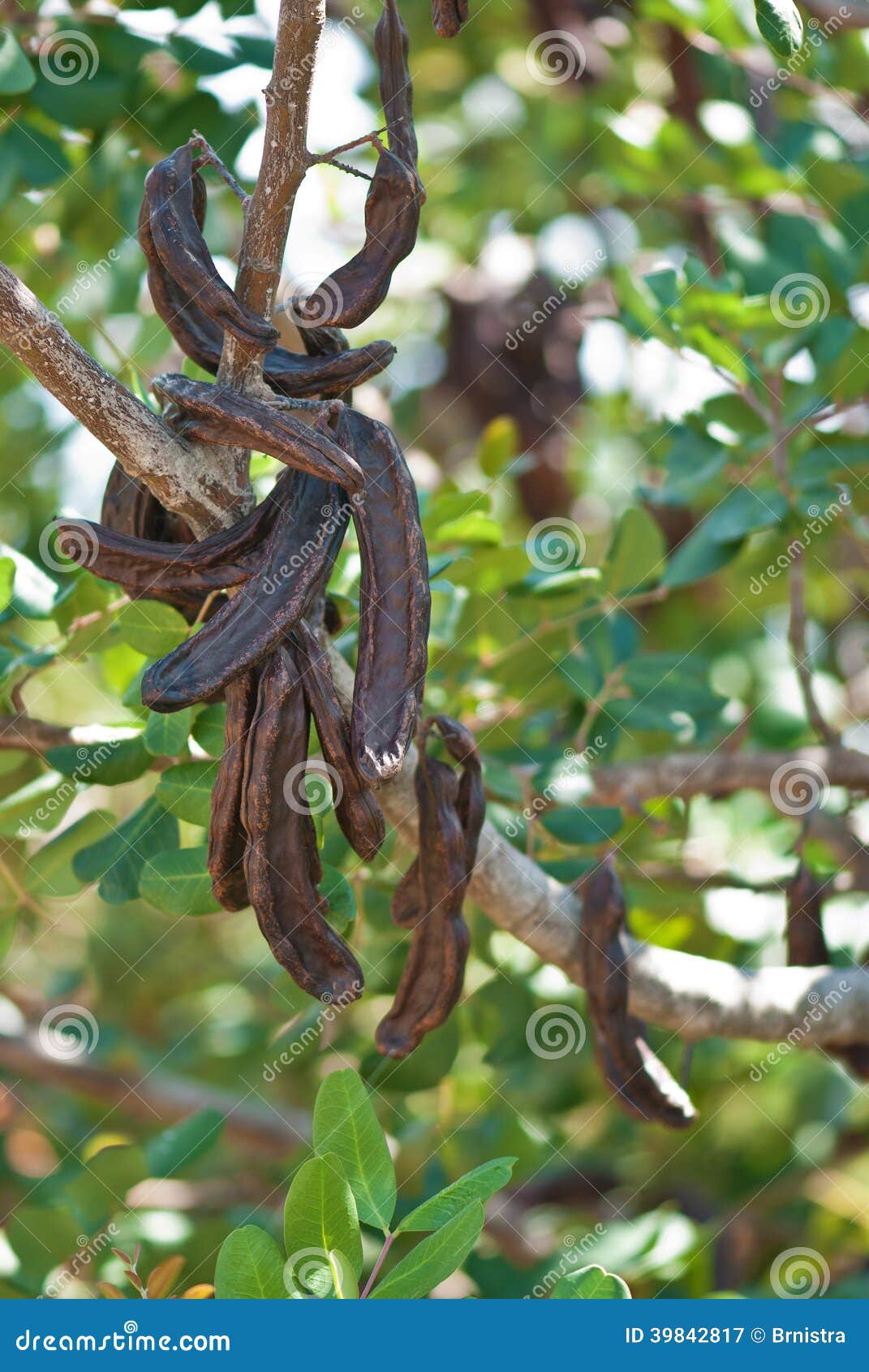 Carruba, ceratonia siliqua immagine stock. Immagine di particolare ...