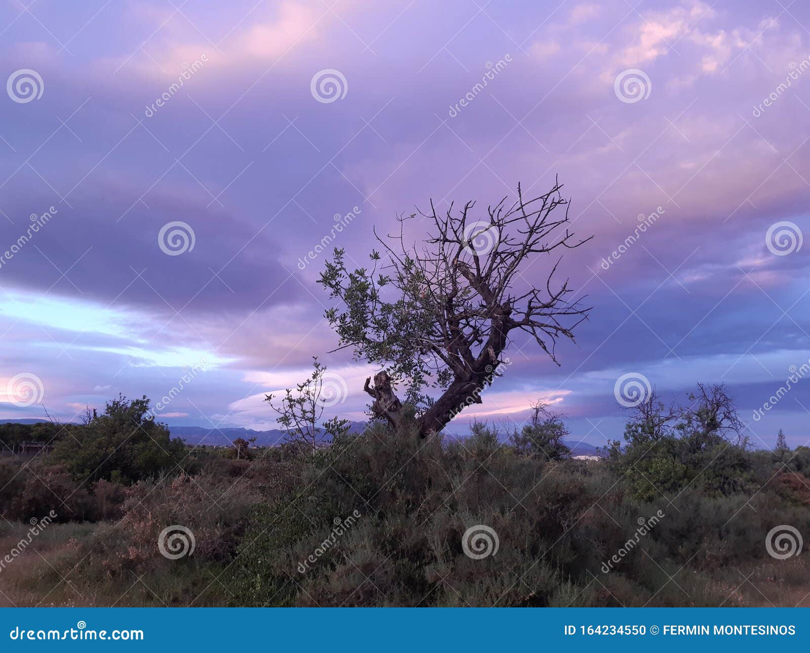Carruba Nel Mezzo Del Deserto Fotografia Stock - Immagine di albero ...