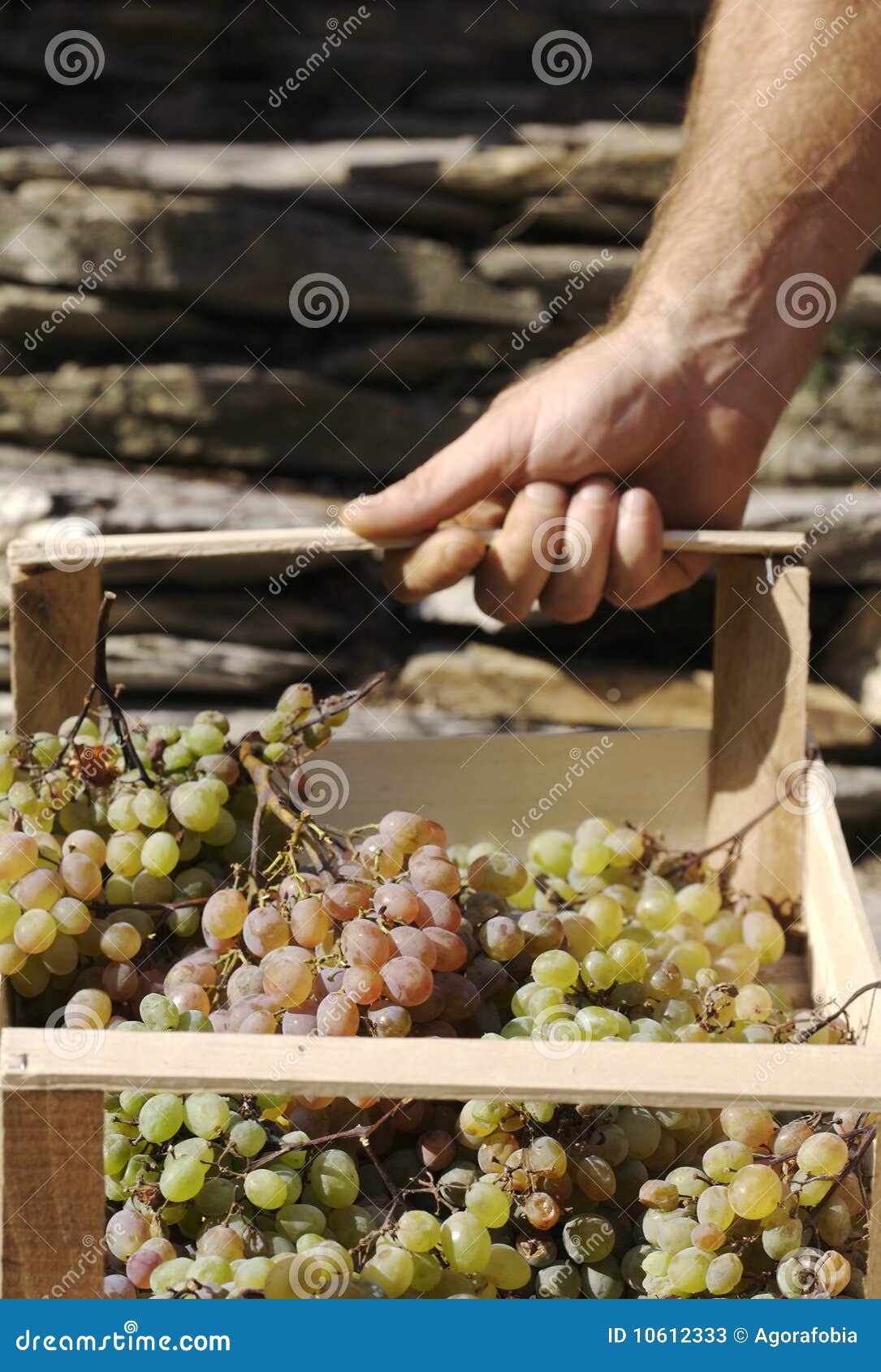 Carry grapes stock image. Image of organic, acinus, food - 10612333
