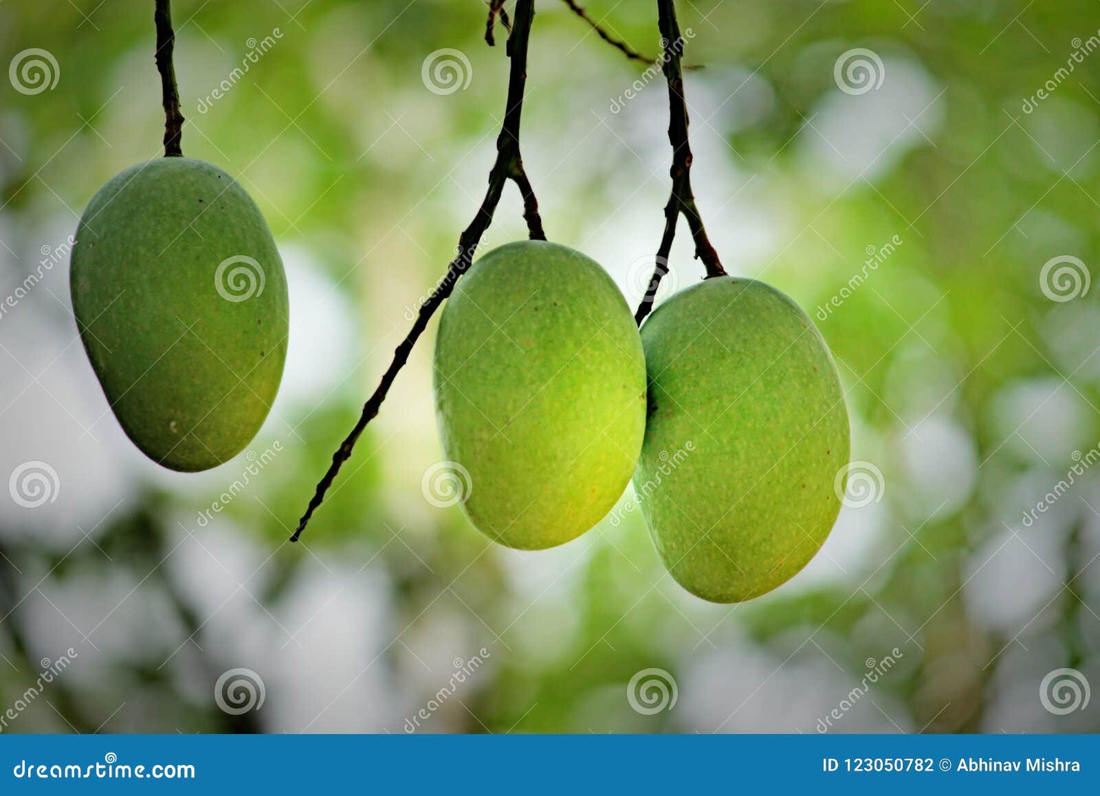 Carry of mango stock photo. Image of mango, carry - 123050782