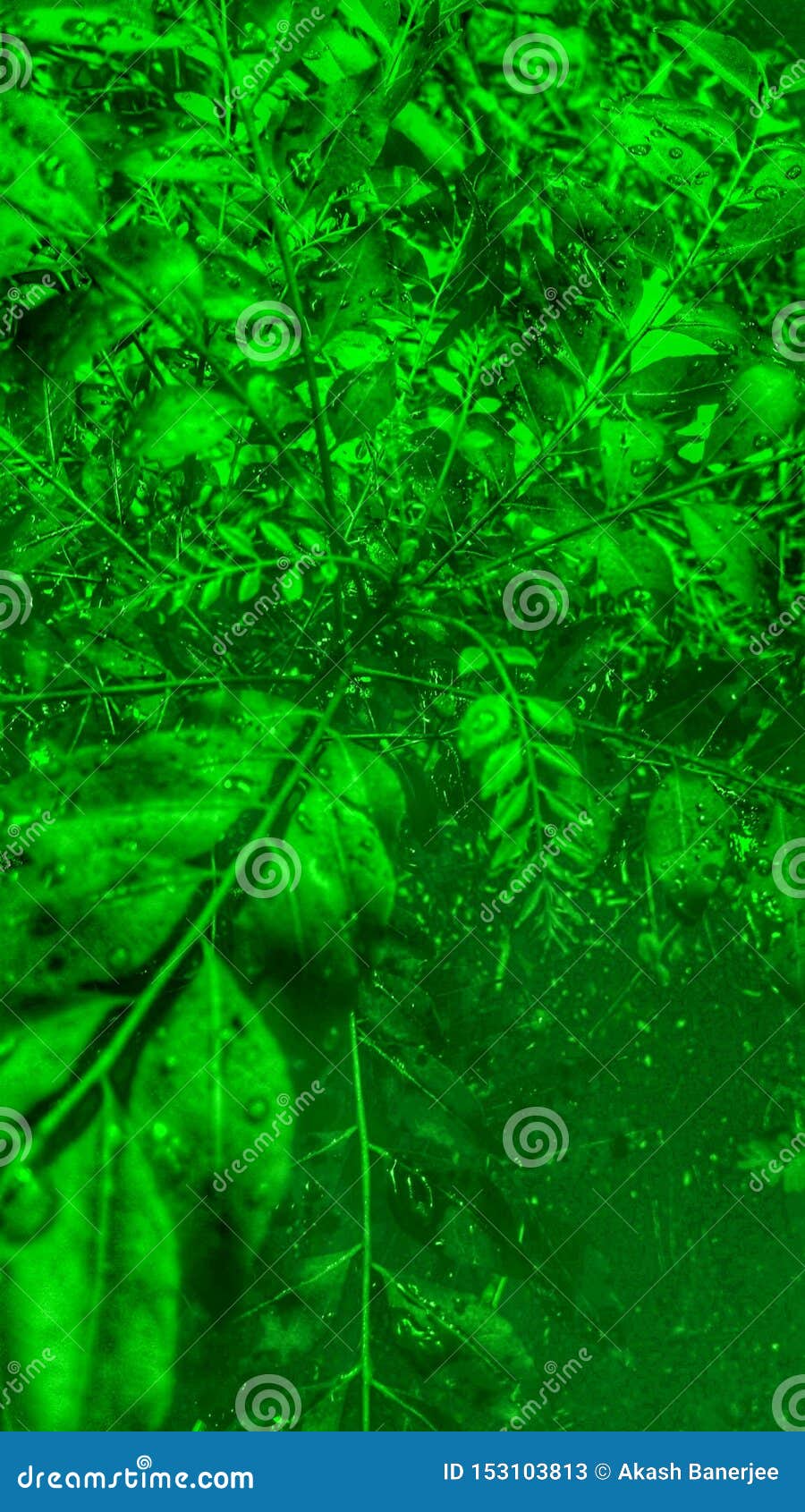 A carry tree stock image. Image of ecosystem, garden - 153103813